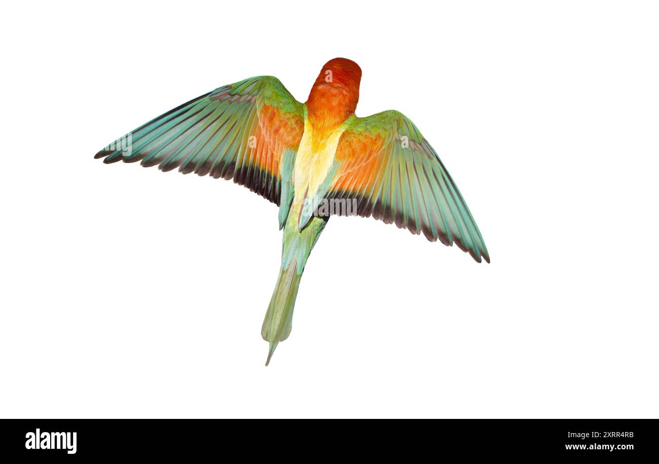 Flying bird on beautiful view Cut Out Stock Images & Pictures - Alamy