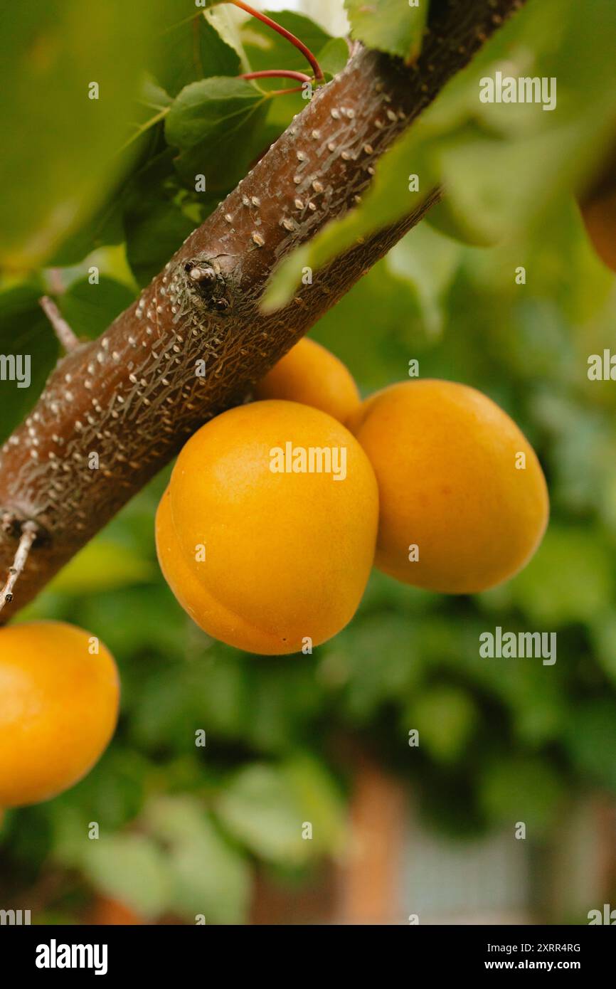 Sweet apricots on tree hi-res stock photography and images - Alamy