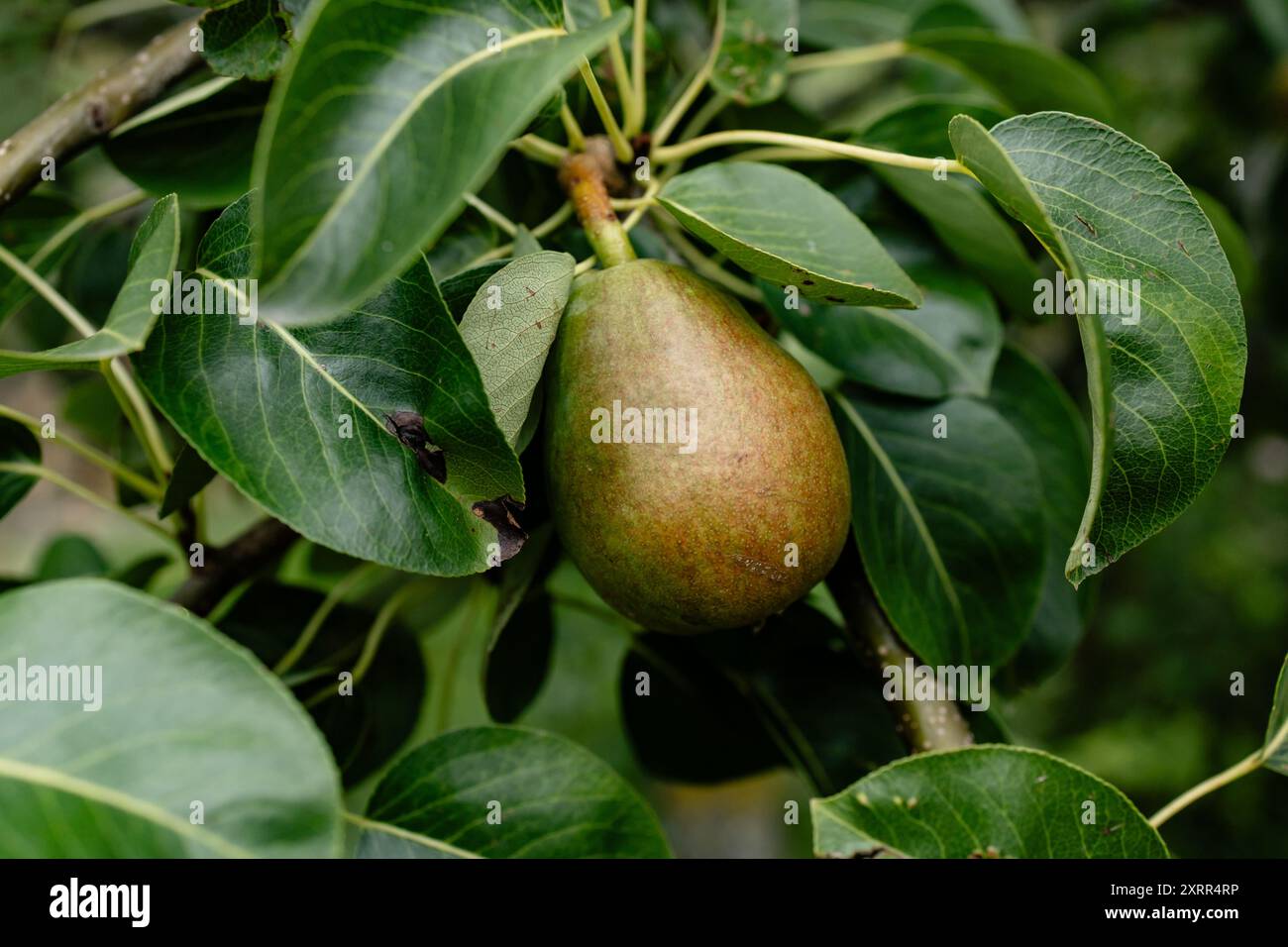Pear growing on the tree hi-res stock photography and images - Alamy