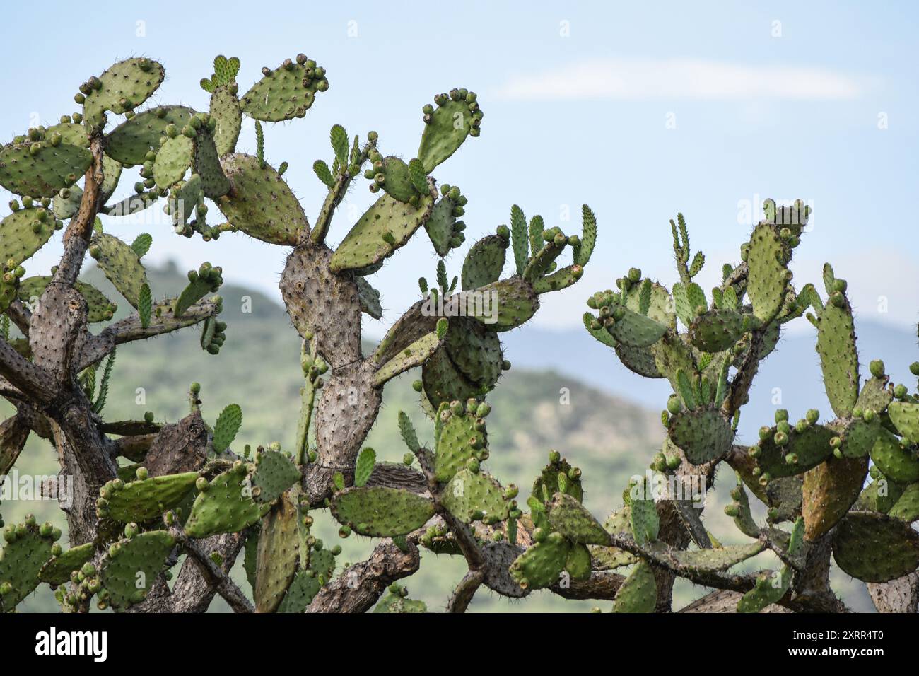 Mexican old gren cactus plant with native fruit in Oaxaca Stock Photo ...