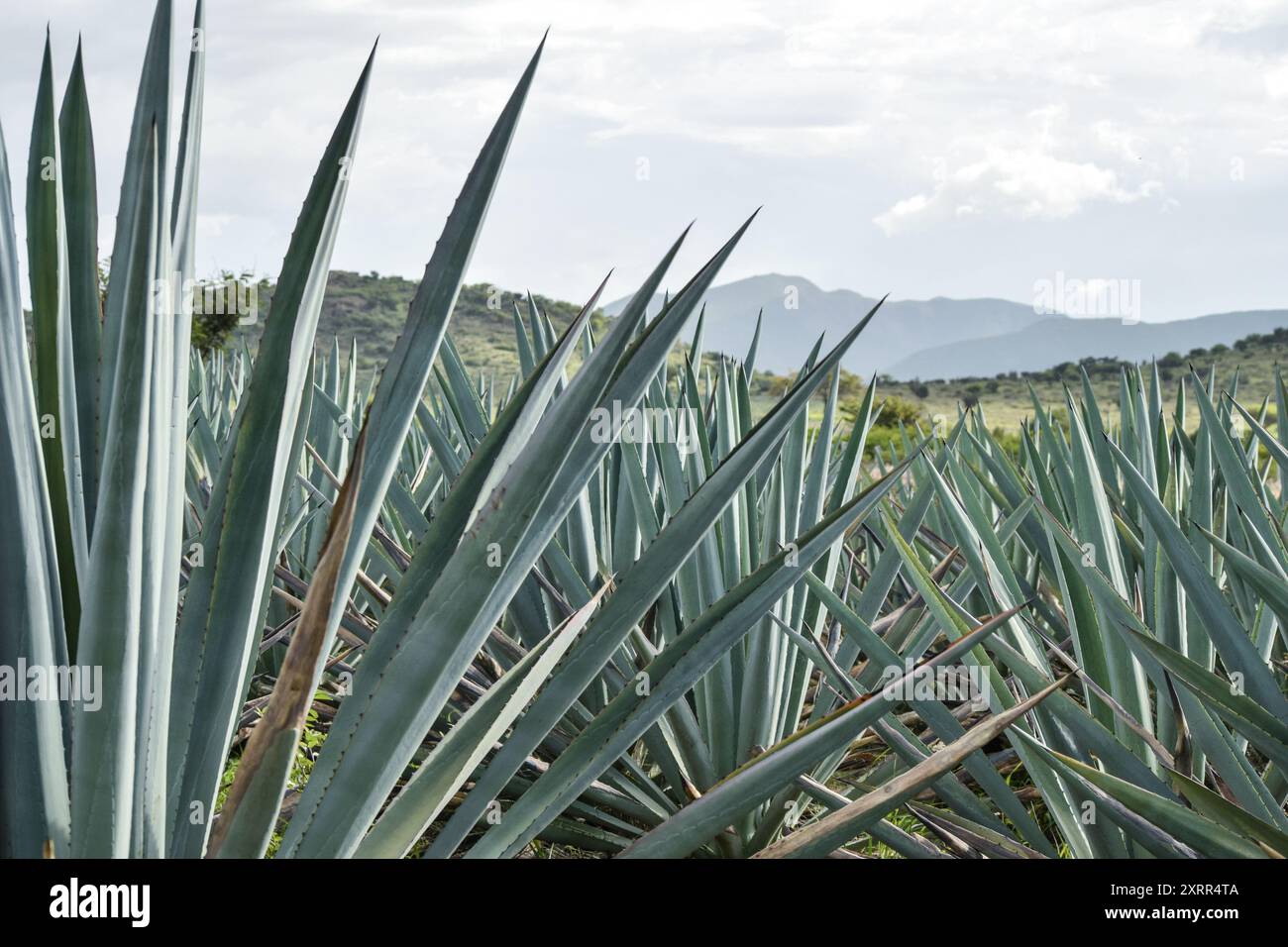 Oaxaca, Mezcal agave field. Close-up of mexican agave plantation Stock ...