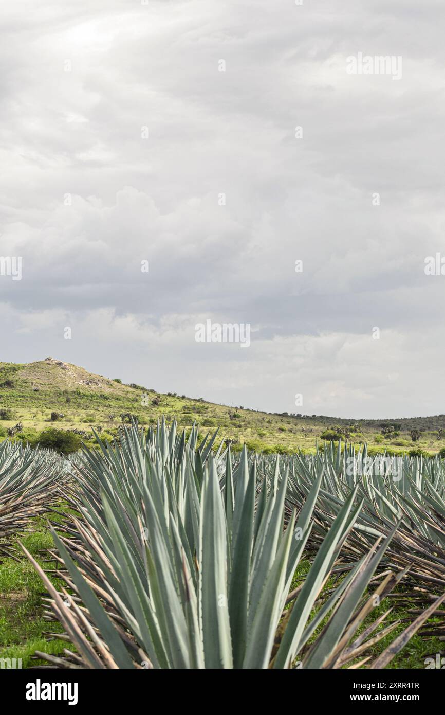 Oaxaca, Mezcal agave field. Mexican agave plantation Stock Photo - Alamy