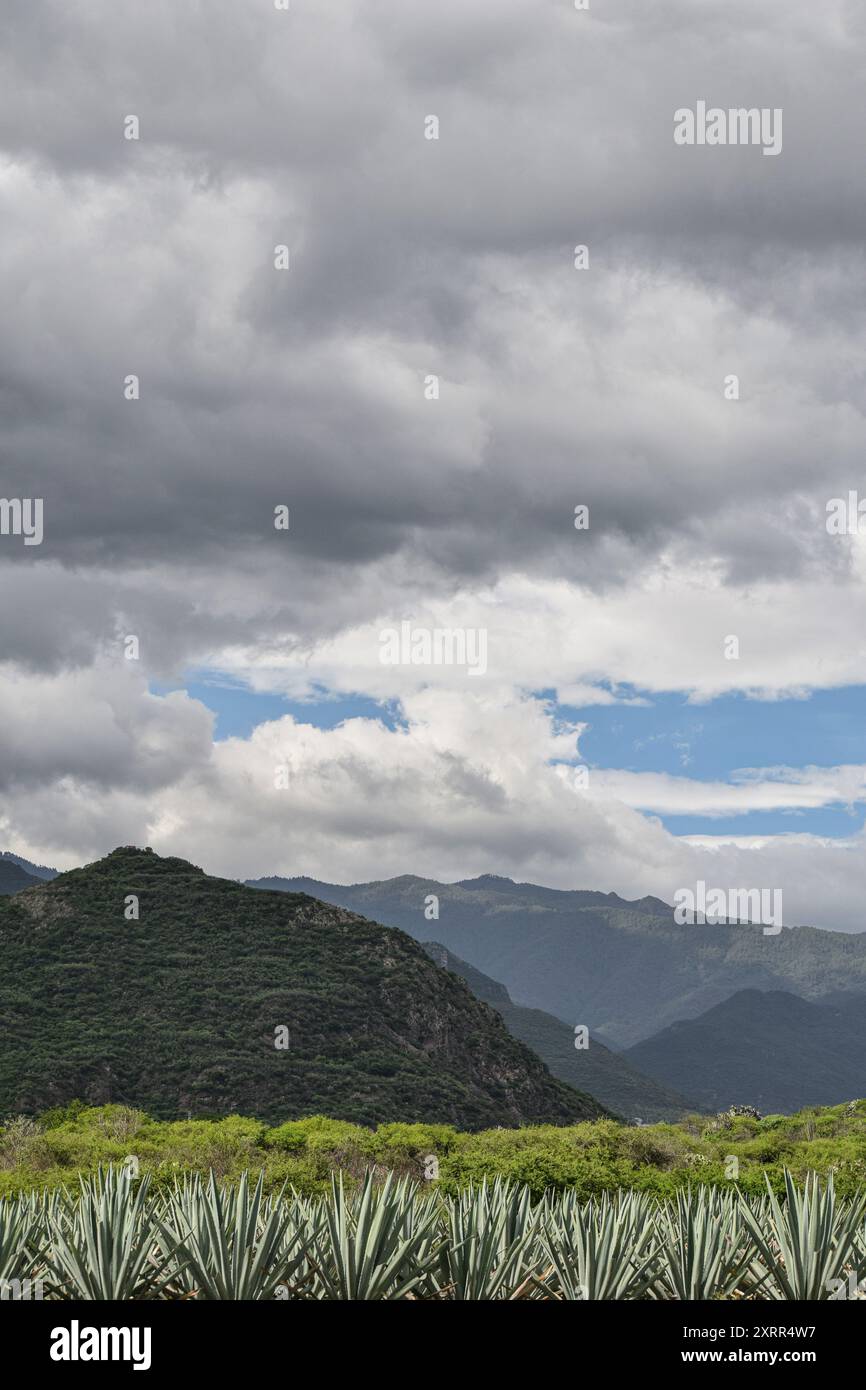 Agave field in a beautiful mountain landscape in Oaxaca Mexico Stock ...