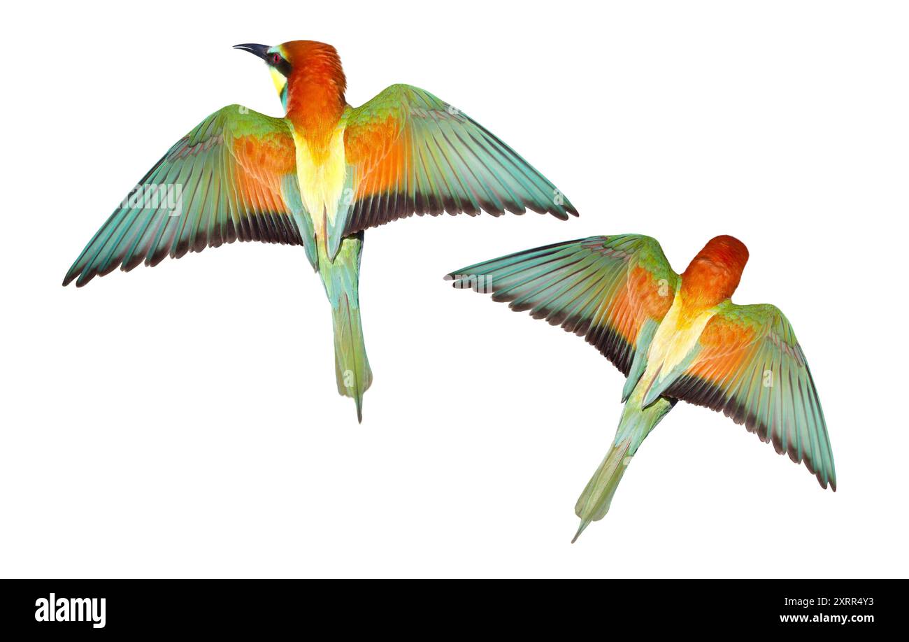colorful, birds of paradise flying isolated on white Stock Photo - Alamy
