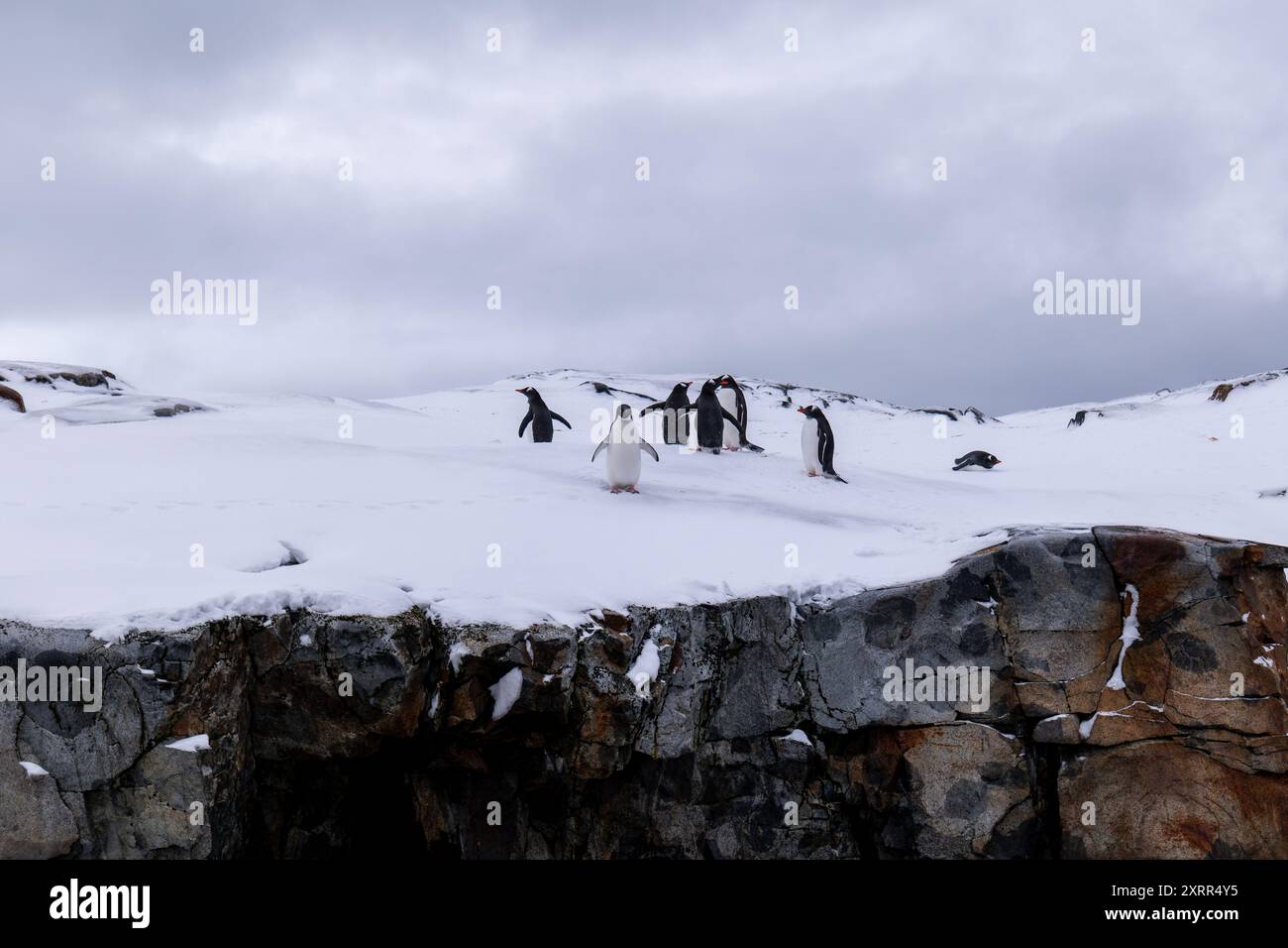 Antarctica wildlife hi-res stock photography and images - Alamy