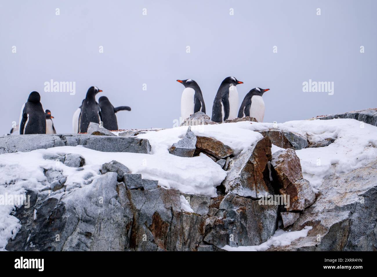 Wildlife antarctica hi-res stock photography and images - Alamy