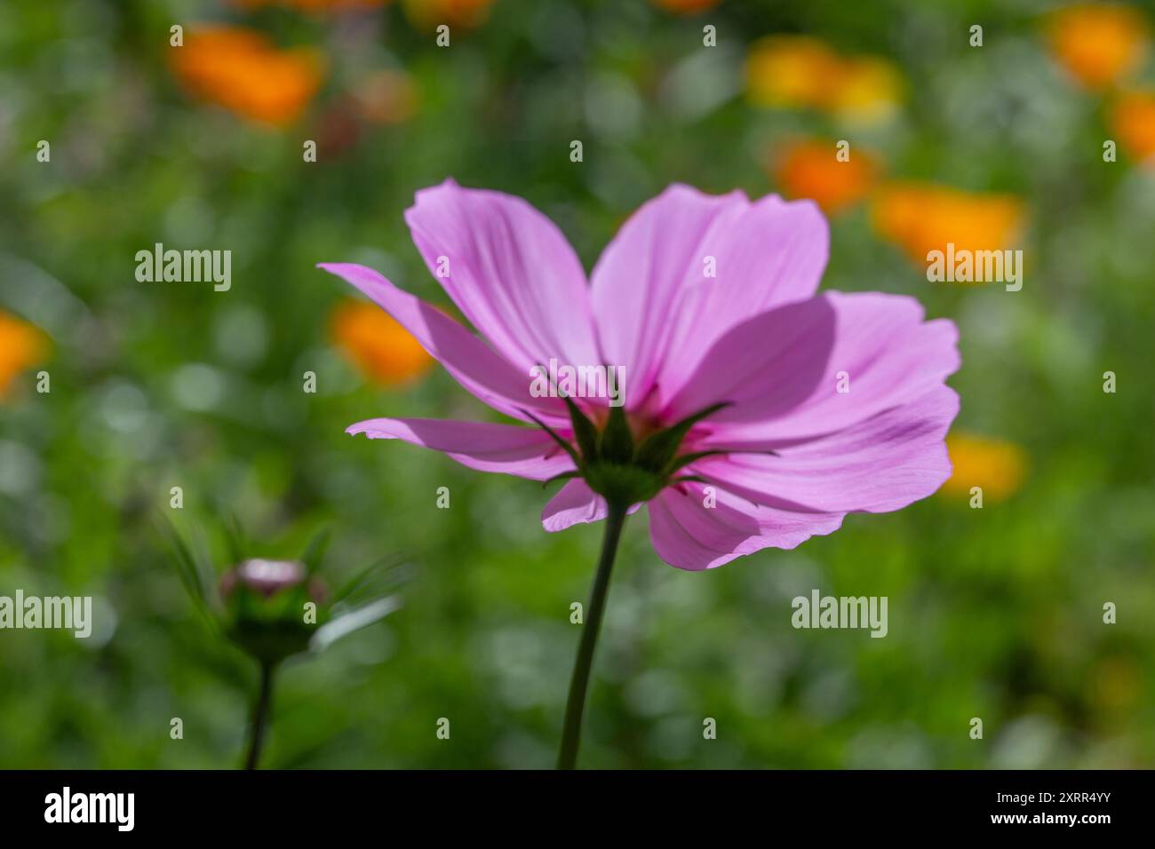 Single Pink Cosmos Flower in blurred field of flowers Stock Photo - Alamy