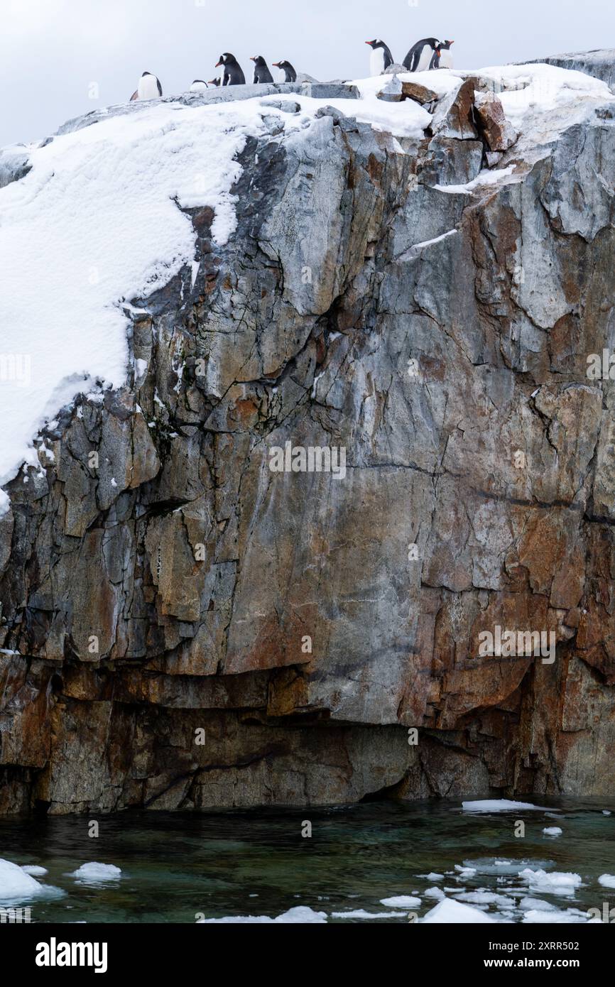 Antarctica wildlife bird hi-res stock photography and images - Alamy