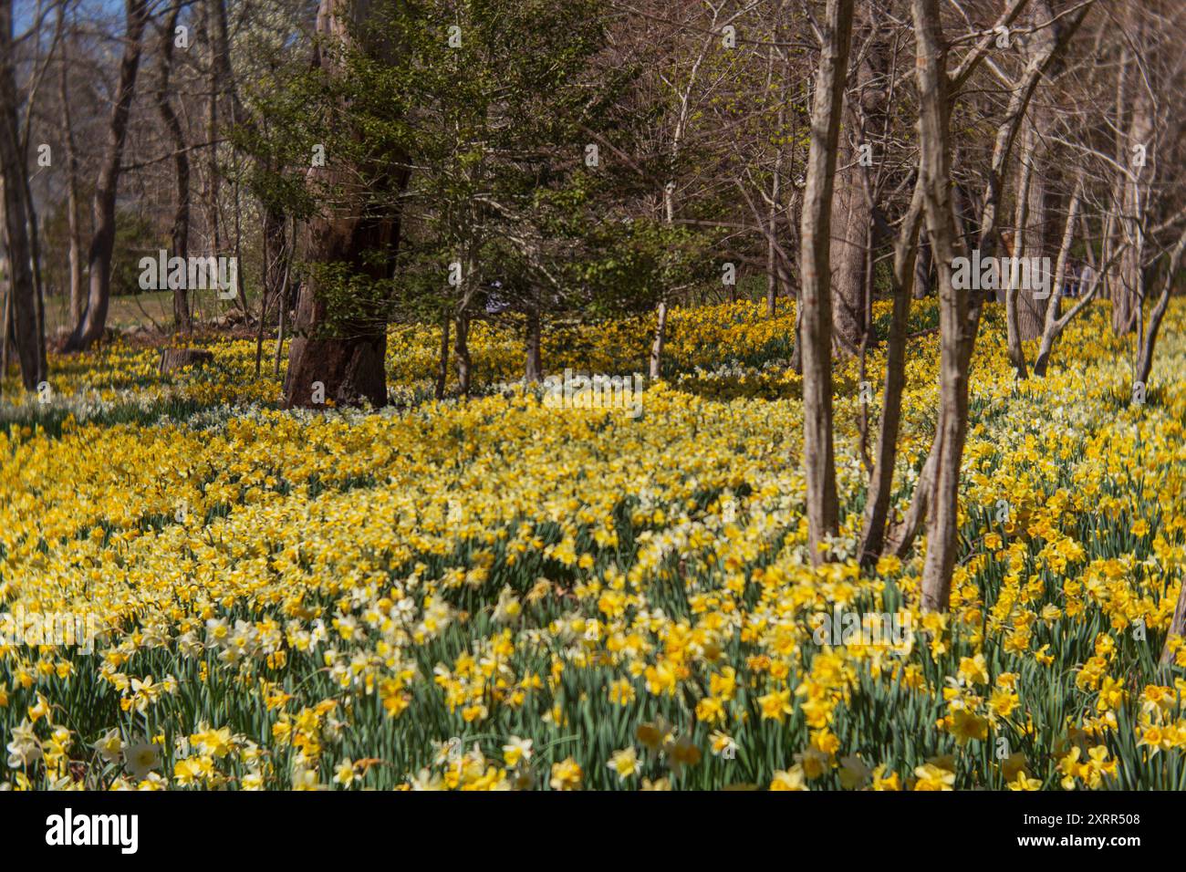 Daffodil Field of yellow daffodil flowers Stock Photo - Alamy