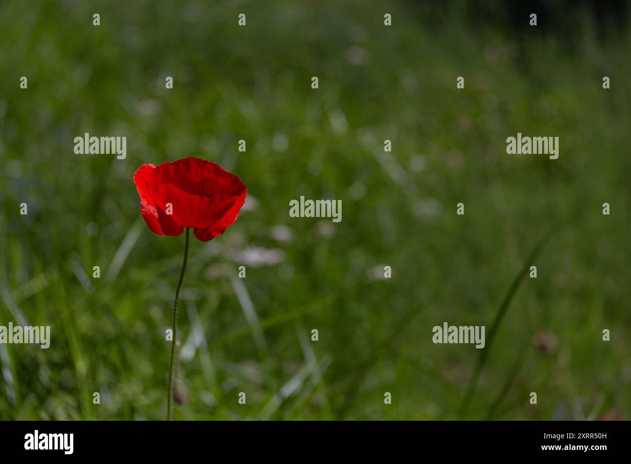 Flowering single poppy hi-res stock photography and images - Alamy
