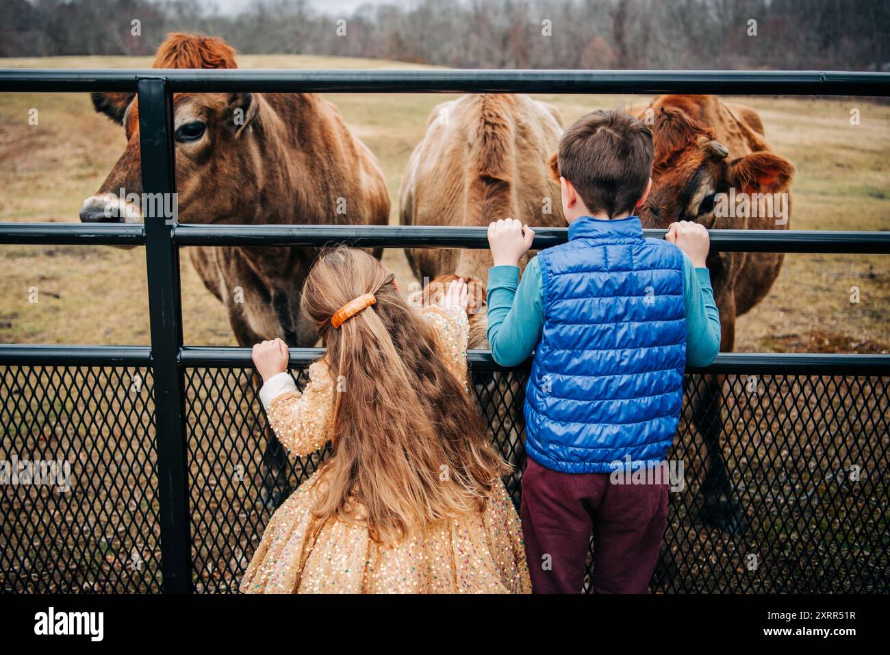 Cows interacting hi-res stock photography and images - Alamy