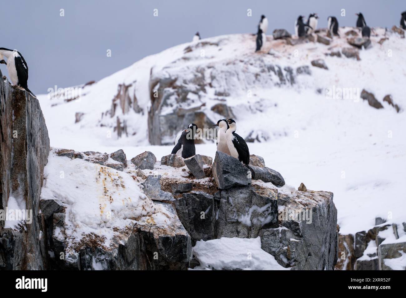 Wildlife antarctica hi-res stock photography and images - Alamy