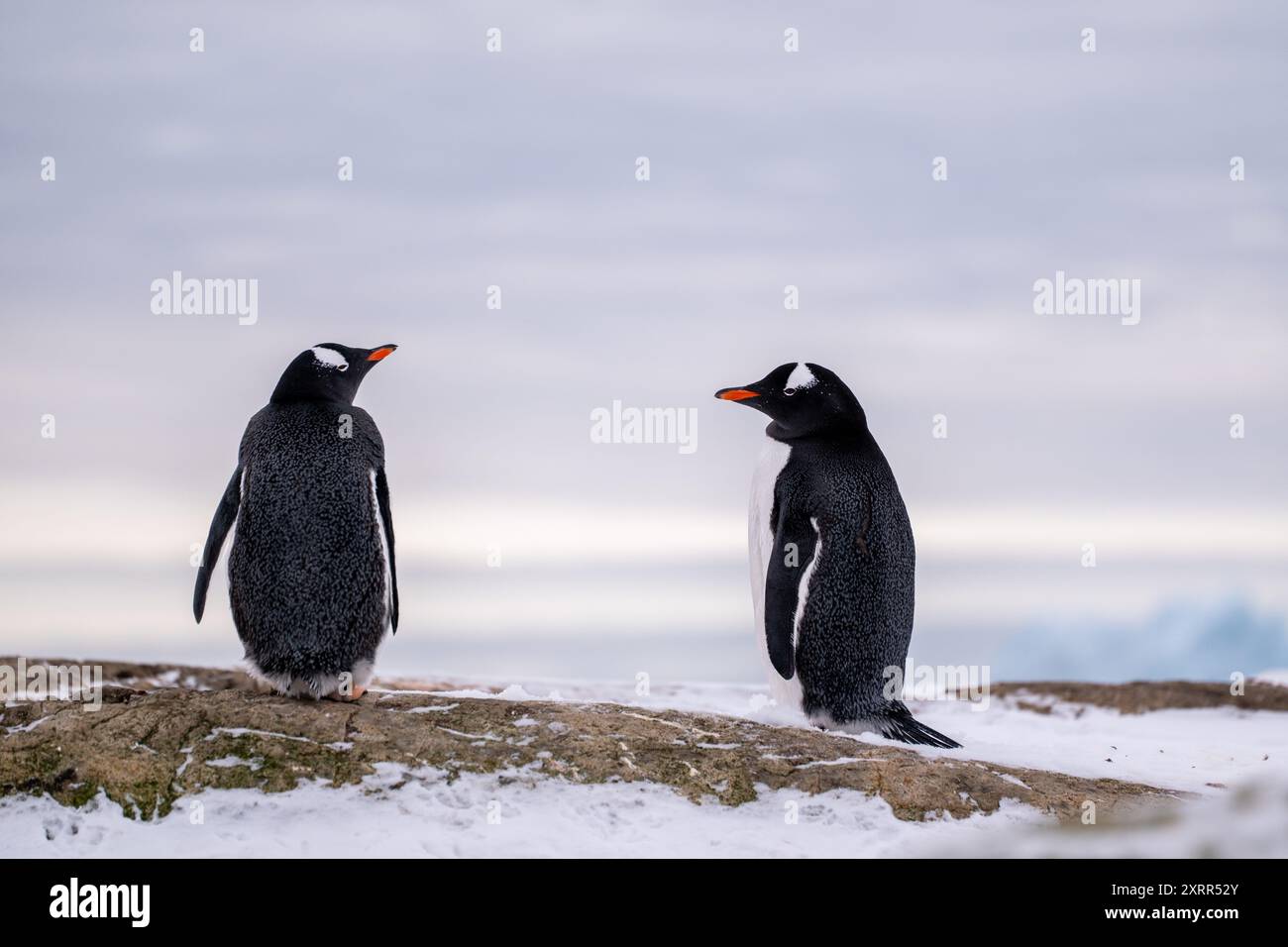 Antarctica wildlife hi-res stock photography and images - Alamy