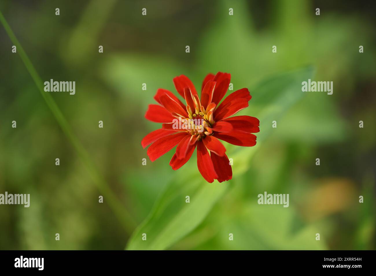 A close-up of a single, vibrant red zinnia flower with a bright yellow ...