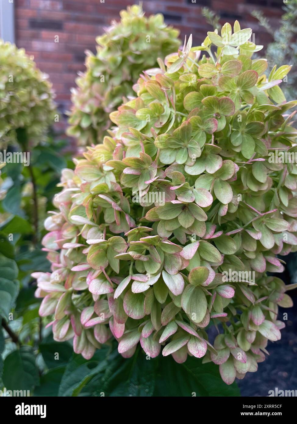 Summer Lime Light Hydrangea Flowers Stock Photo - Alamy