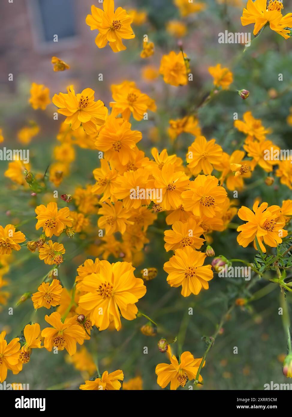 Summer cut flower garden hi-res stock photography and images - Alamy