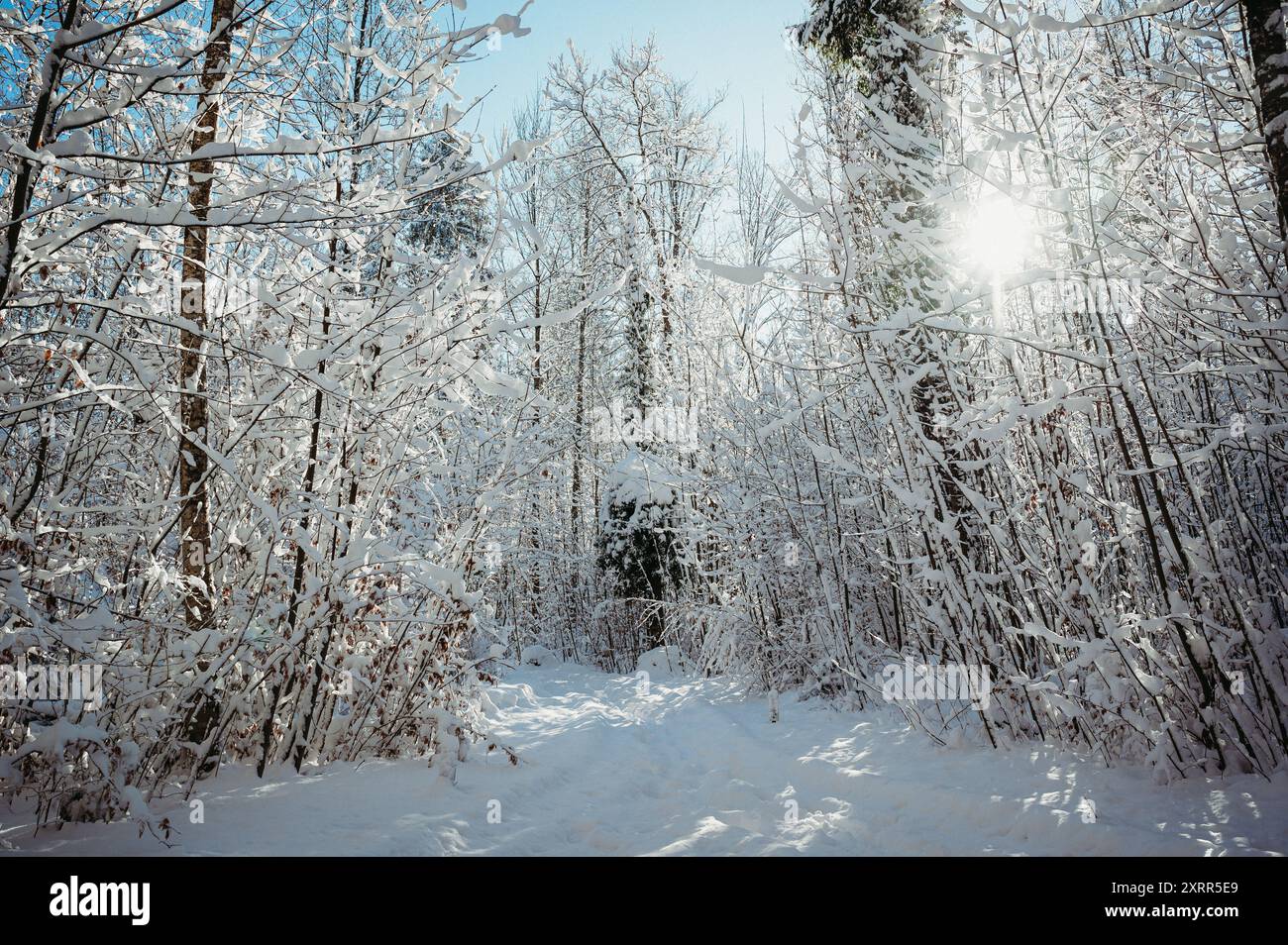 Snow-covered forest path in a winter wonderland under bright sunlight Stock Photo - Alamy