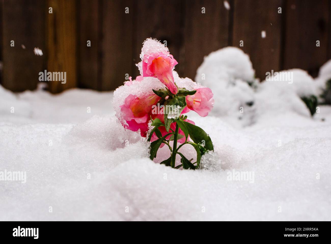 Fragile plant hi-res stock photography and images - Alamy