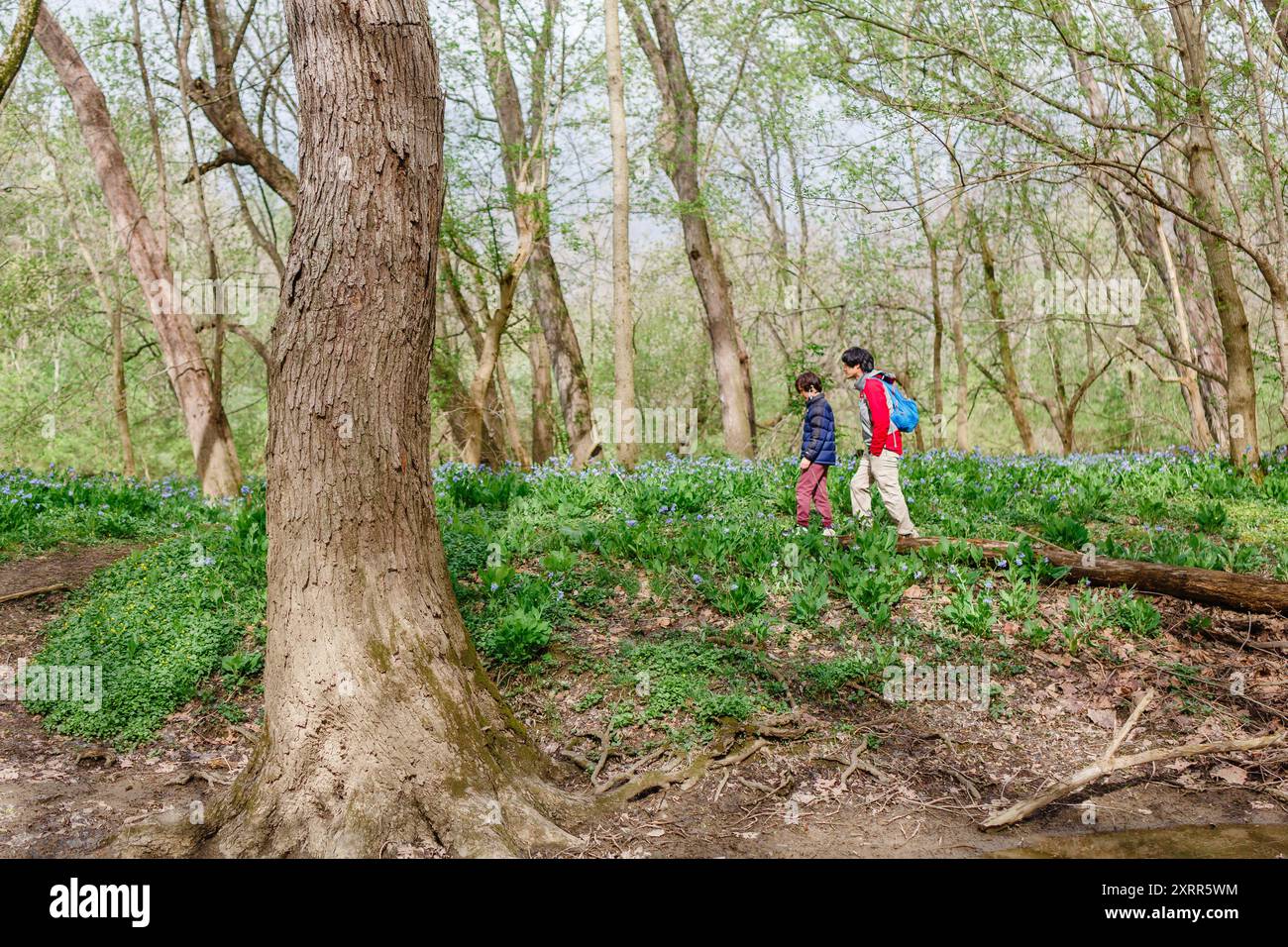 Father and son hike together through woods in springtime Stock Photo ...