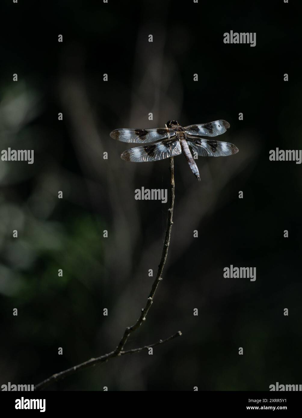 Dark blue dragonfly hi-res stock photography and images - Alamy