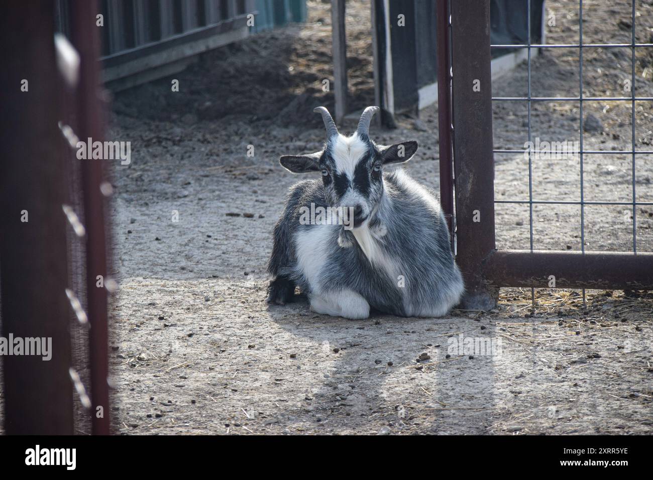 Black and white goat resting in a fenced barnyard area Stock Photo - Alamy