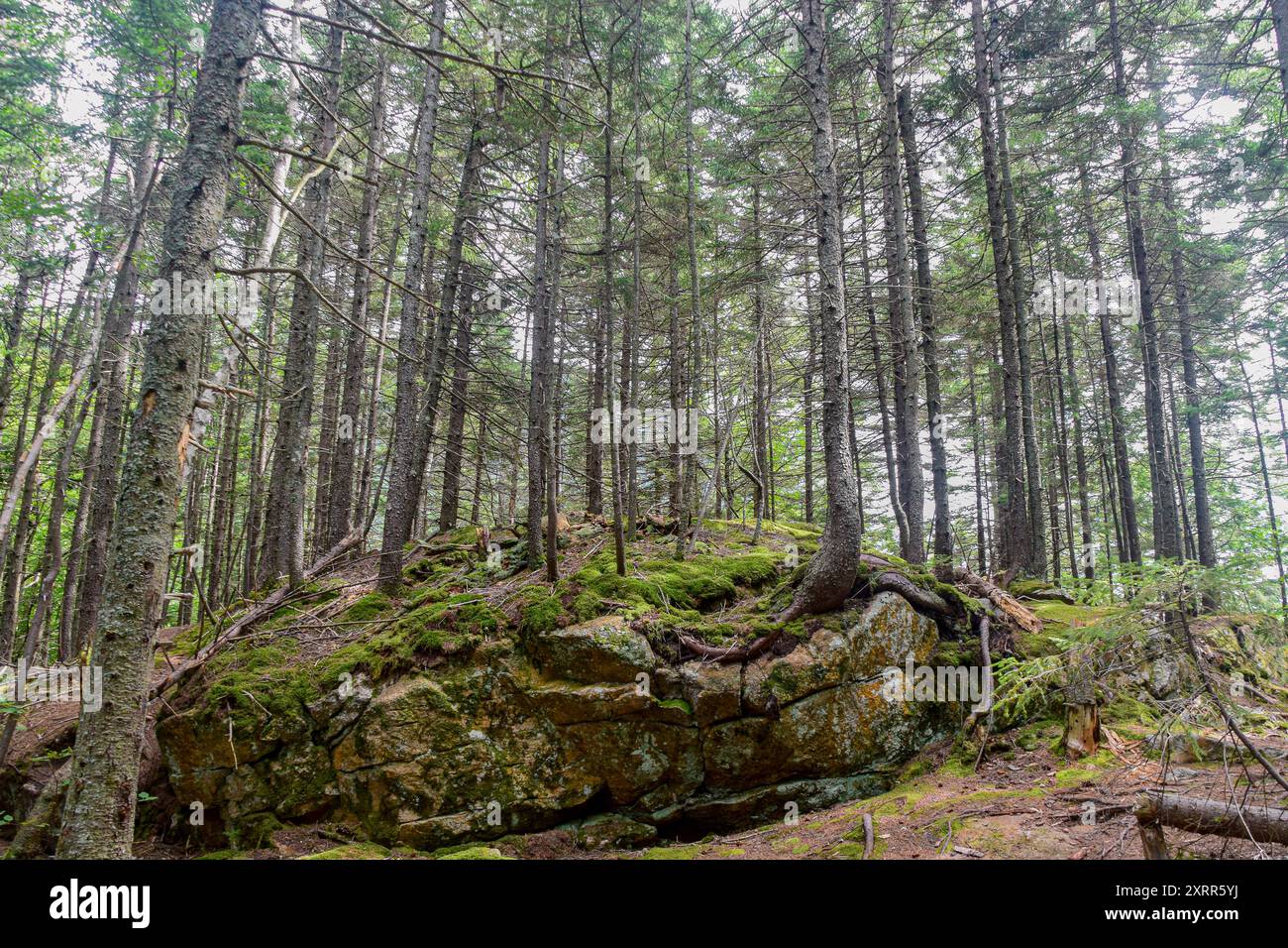 Dense forest with tall trees, moss-covered rocks, and lush greenery ...