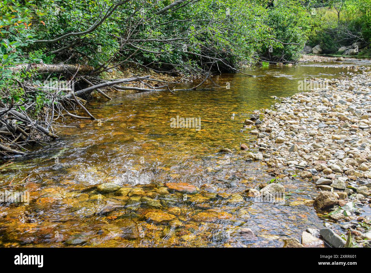 Clear stream flowing over rocks and pebbles with lush green banks Stock ...