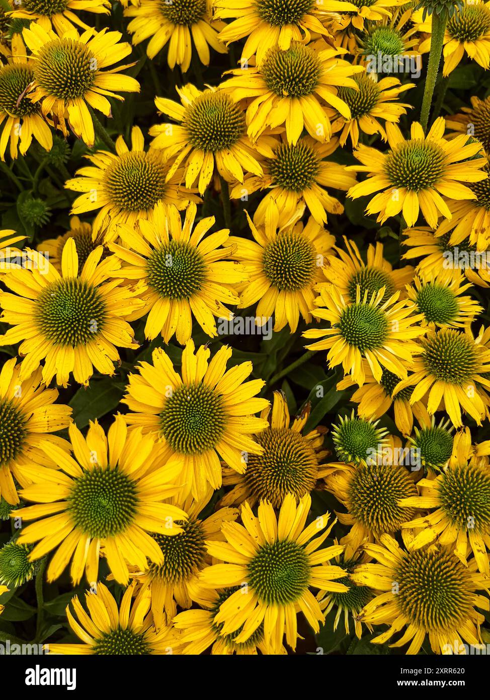 Vibrant centers hi-res stock photography and images - Alamy