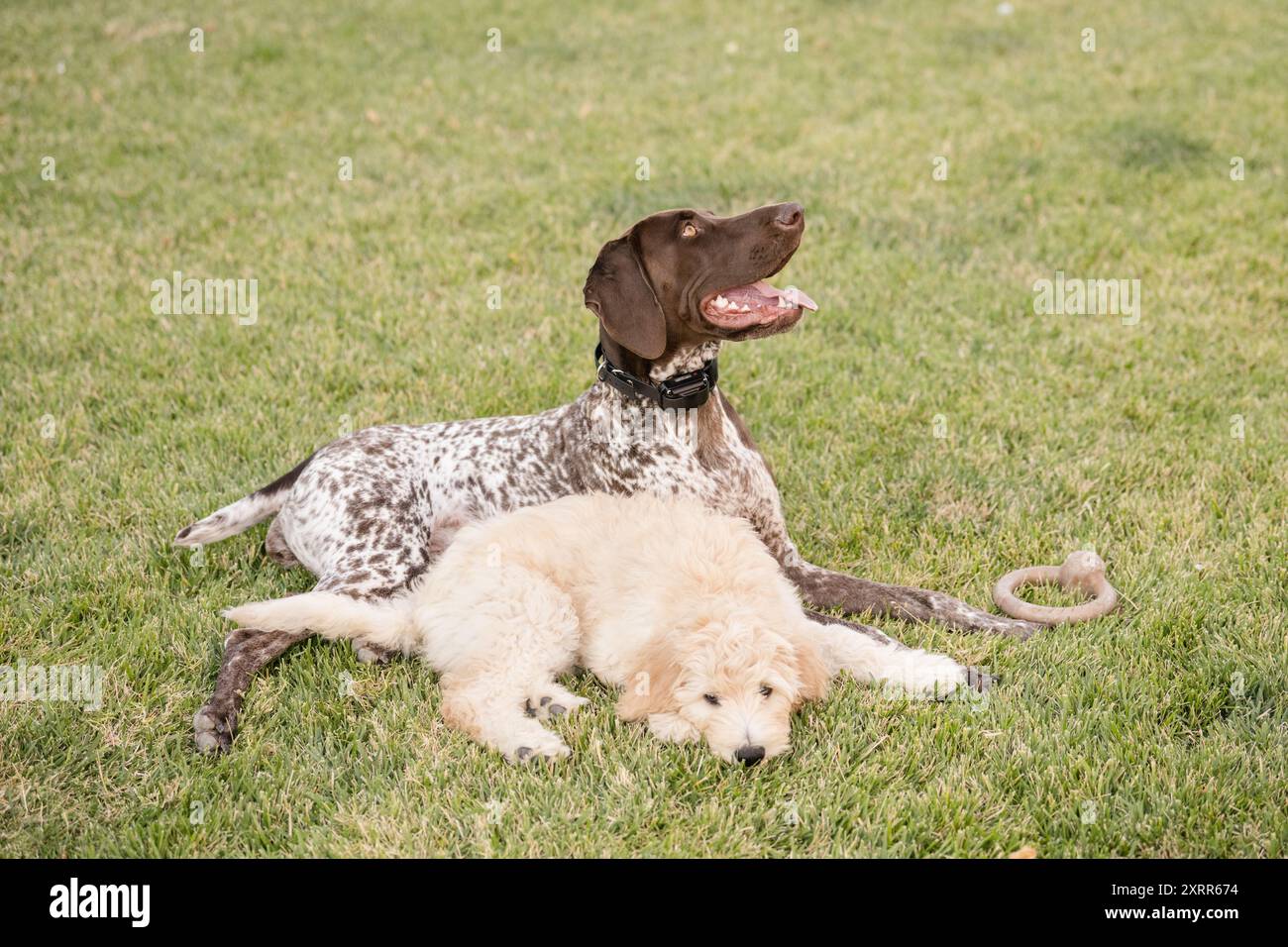 Two dogs laying together in the grass Stock Photo - Alamy