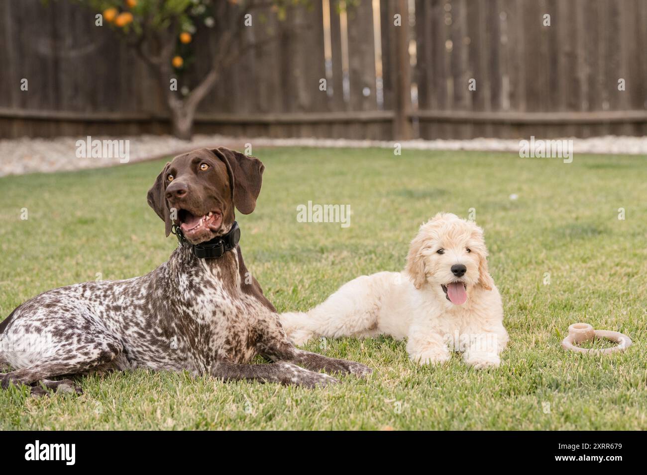Two dogs laying in the grass together smiling Stock Photo - Alamy