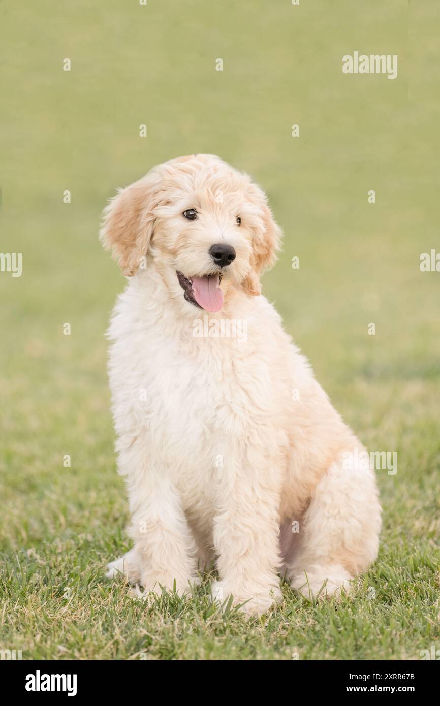 Young puppy golden doodle sitting and smiling Stock Photo - Alamy