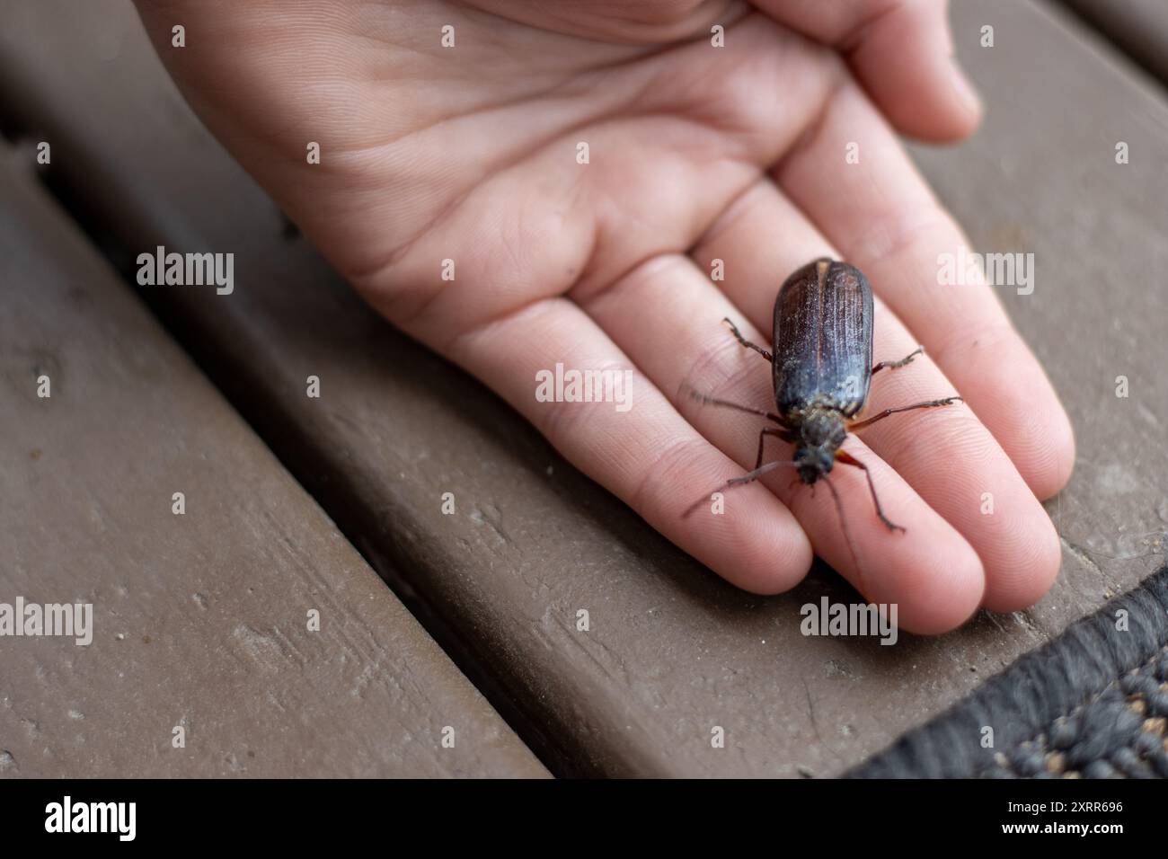 Holding bug hi-res stock photography and images - Alamy