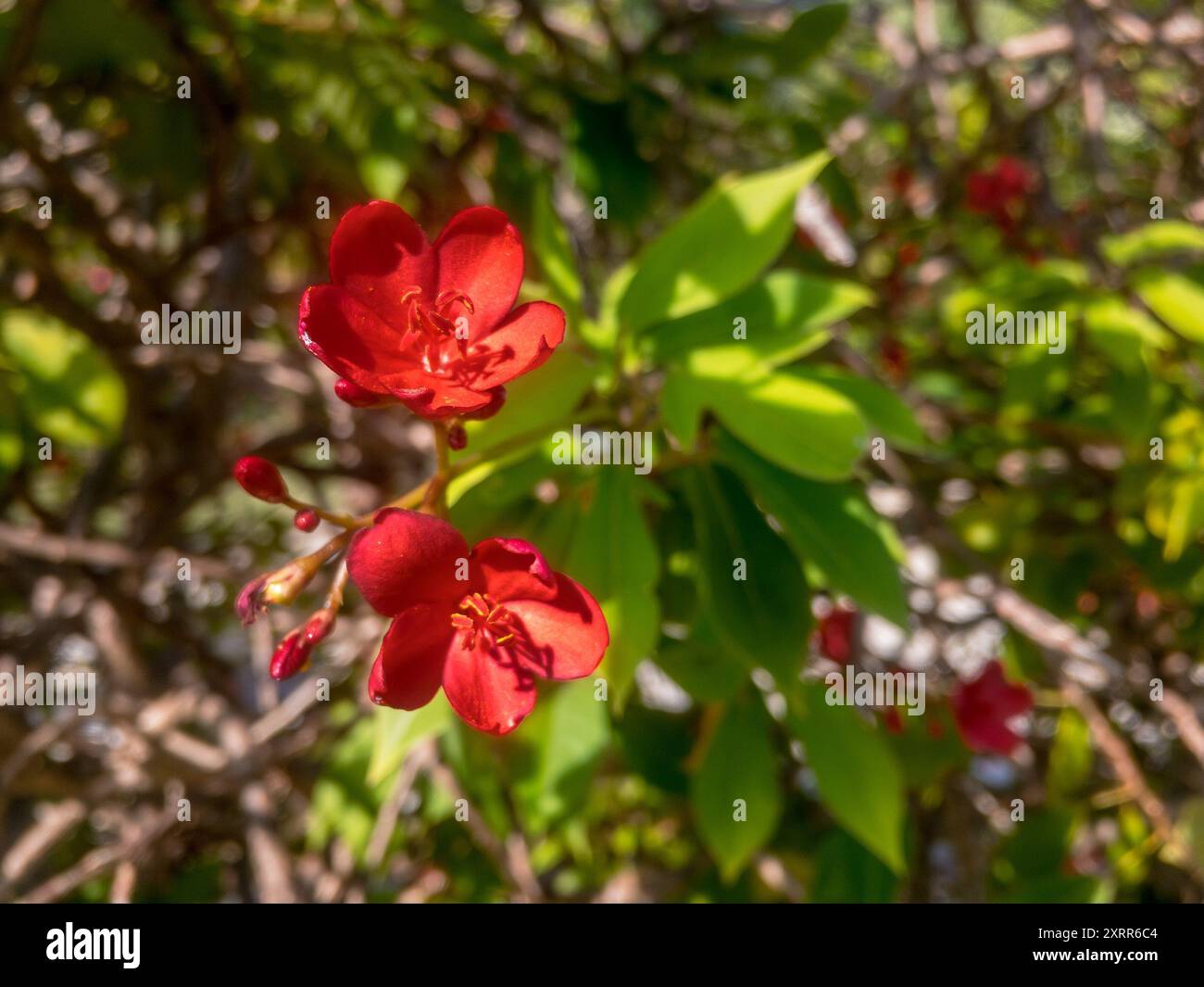 Spicy jatropha (jatropha integerrima in Latin) red flower in sunny day ...