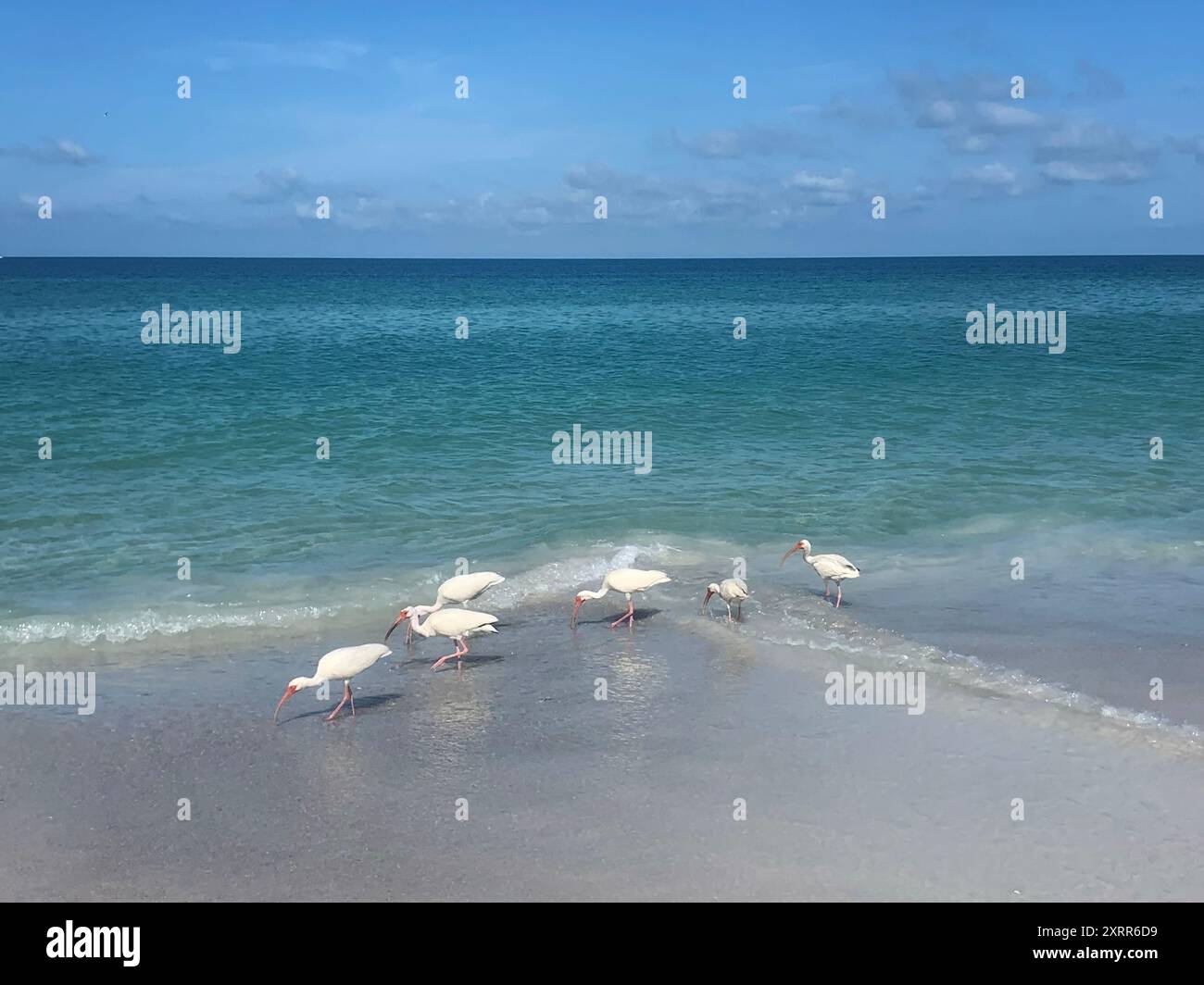 White ibis with long beak water bird on tree hi-res stock photography ...