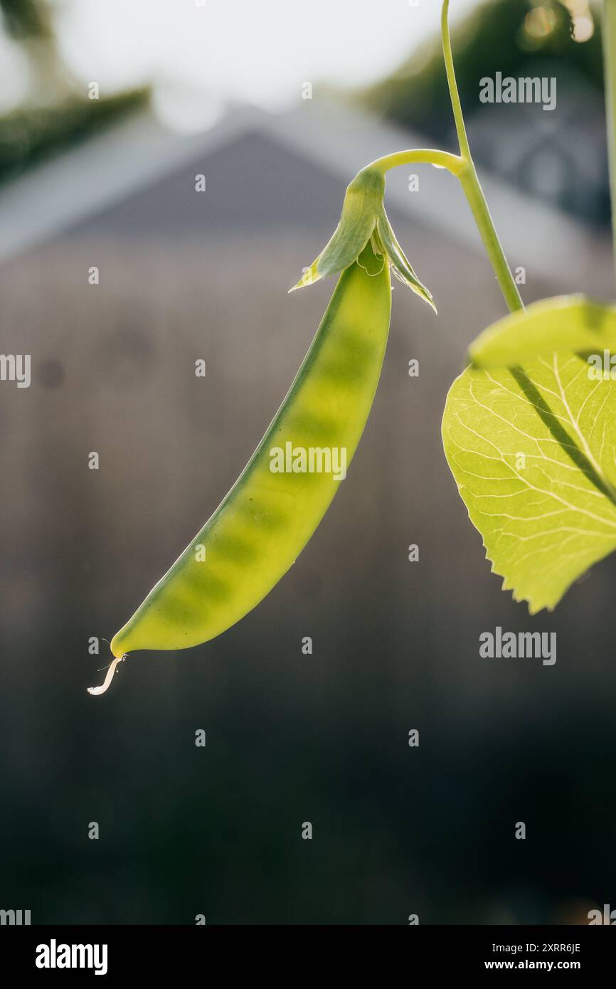 Sun shines through a growing garden pea on a summer evening Stock Photo ...