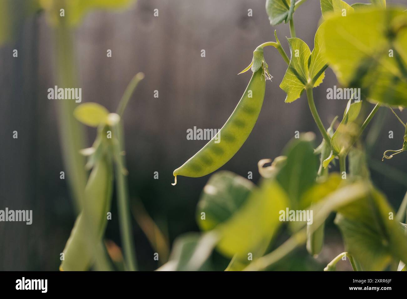 Sun shines through a growing garden pea on a summer evening Stock Photo ...