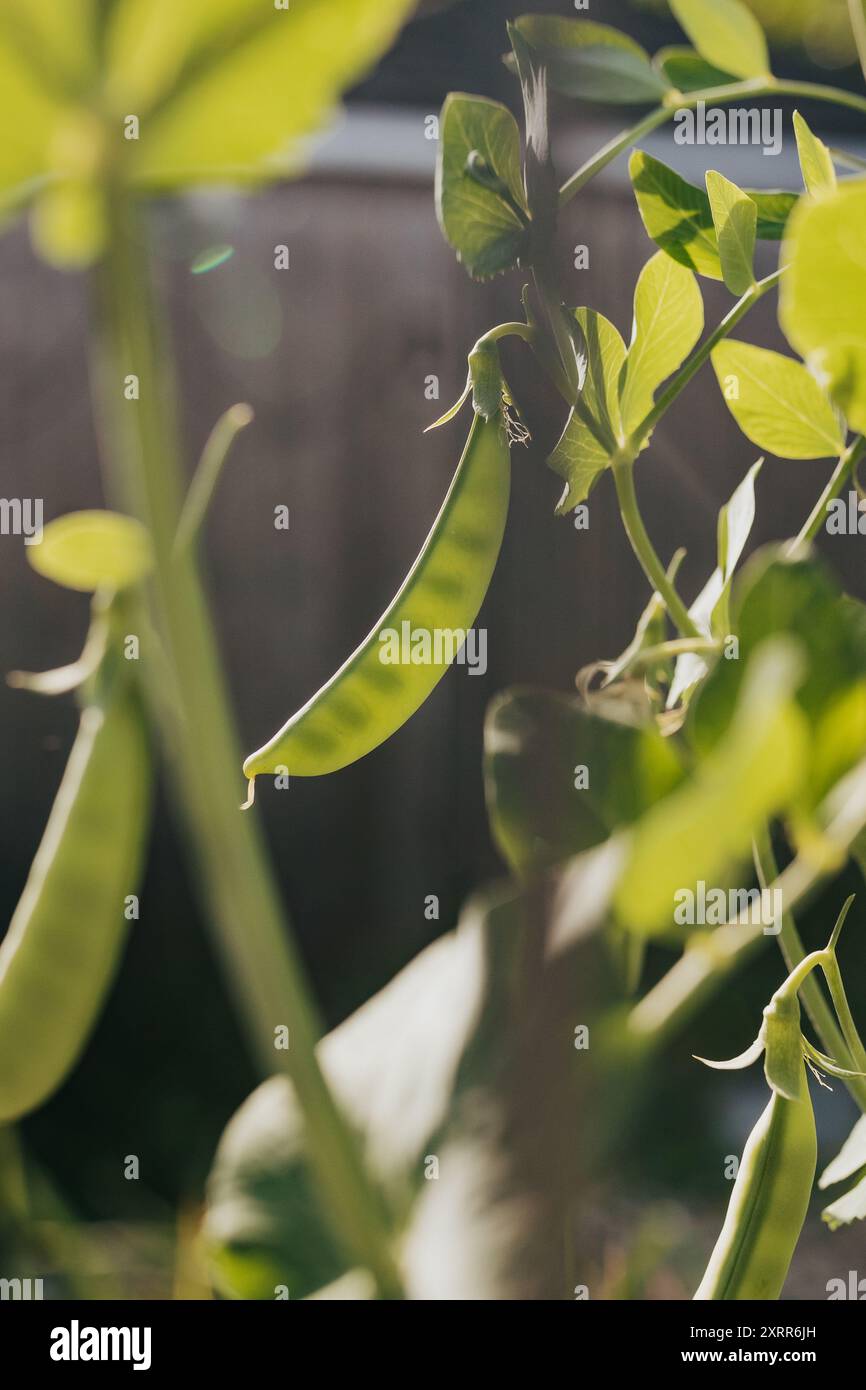 Sun shines through a growing garden pea on a summer evening Stock Photo ...