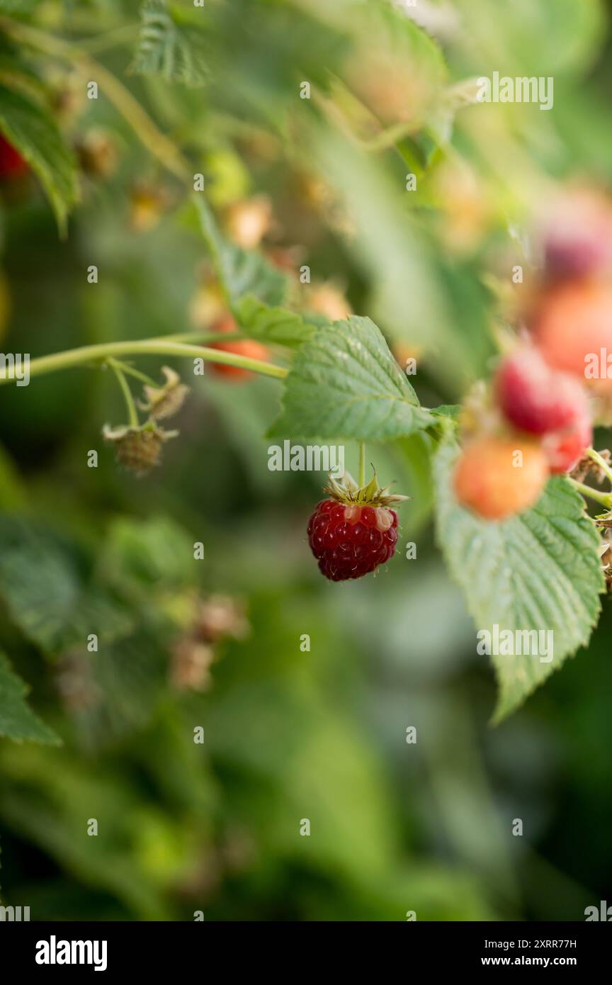 Ripe raspberries in garden close hi-res stock photography and images ...