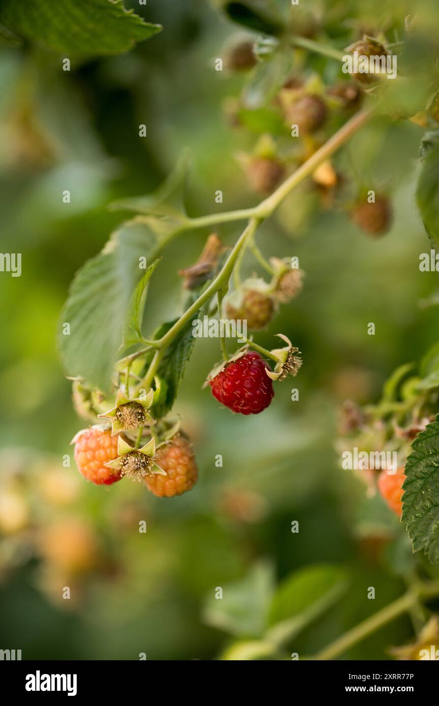 Ripe raspberries in garden close hi-res stock photography and images ...