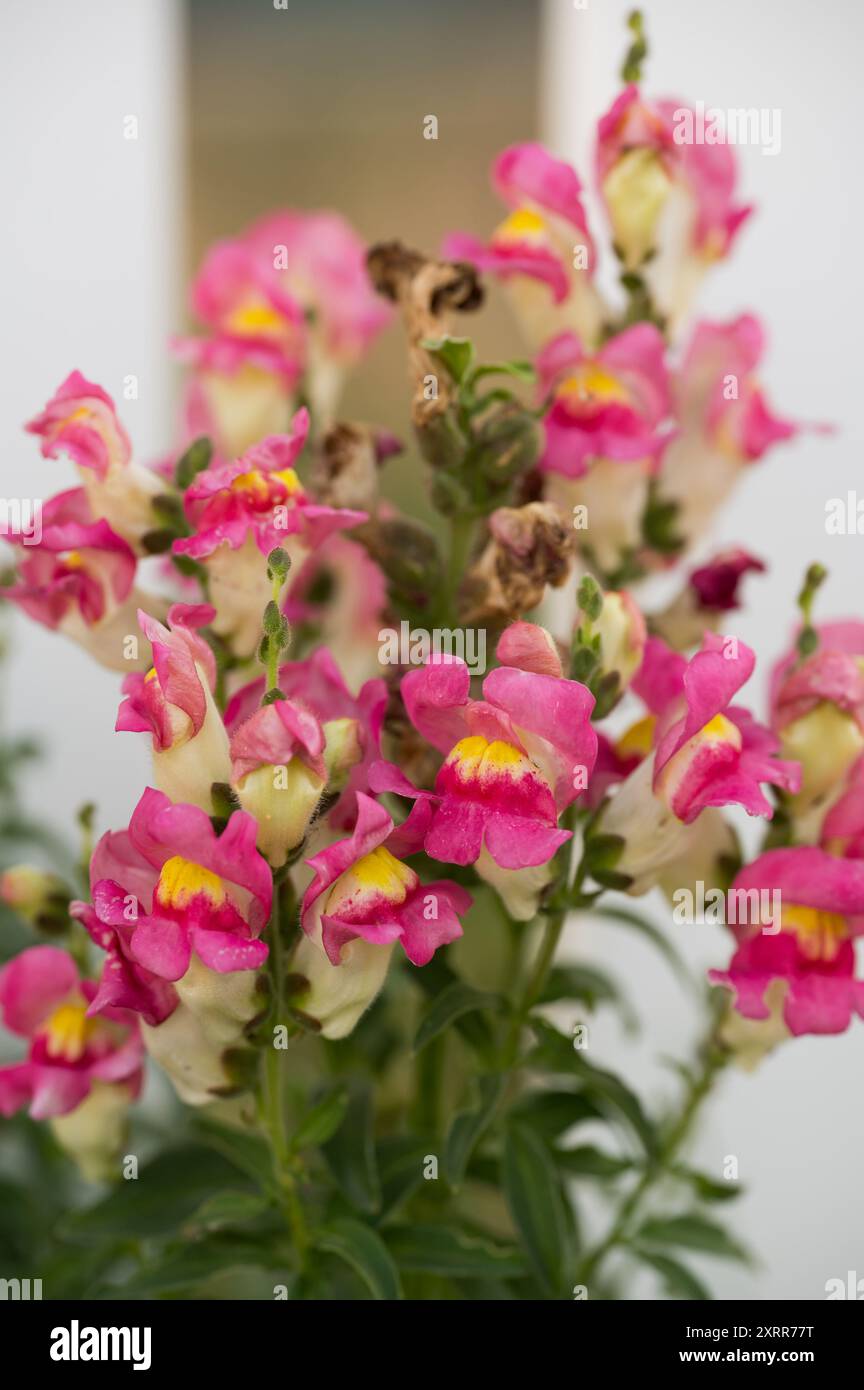 Detailed vibrant vertical close hi-res stock photography and images - Alamy
