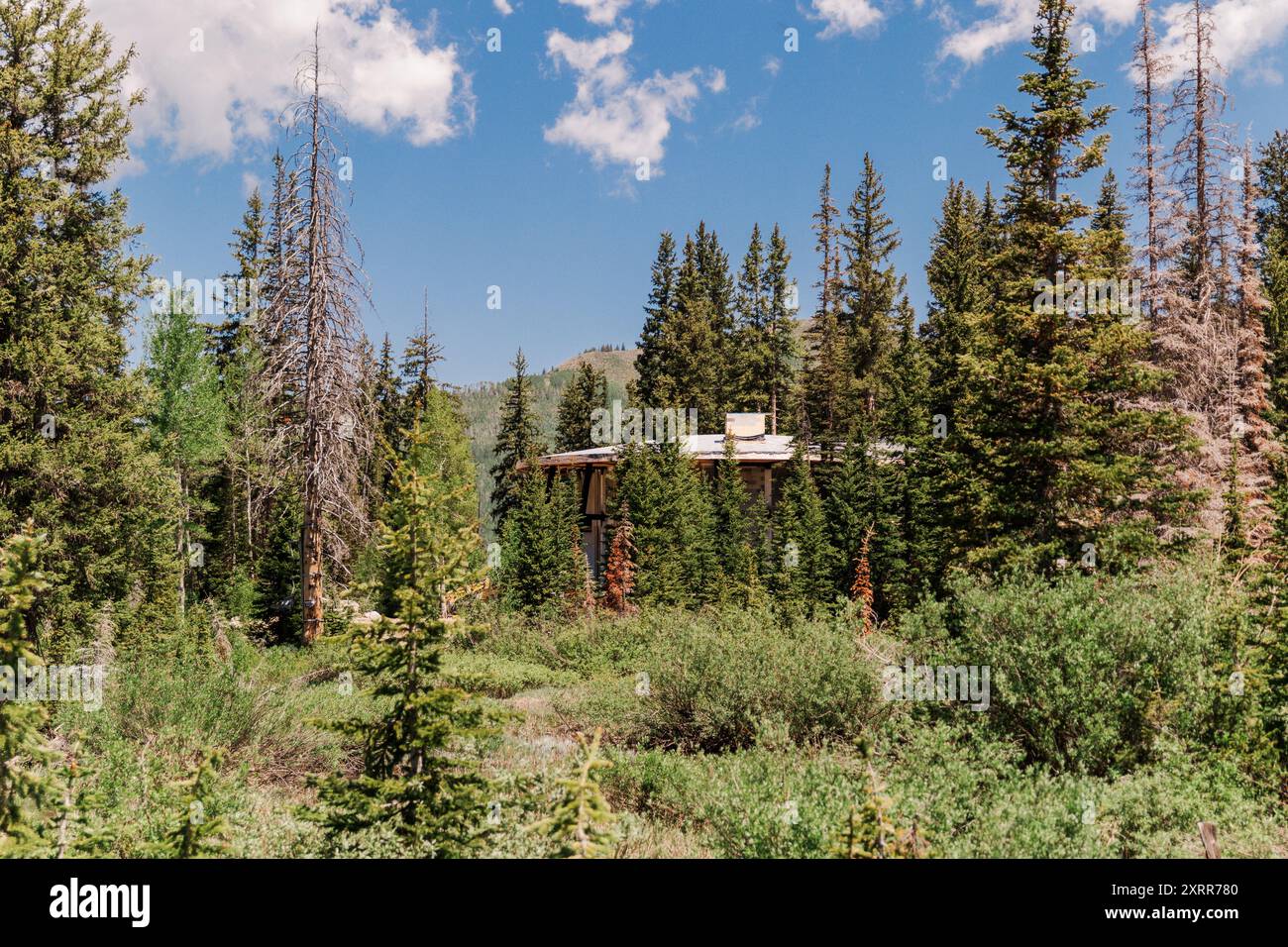 Surrounded by lush dense greenery hi-res stock photography and images - Alamy