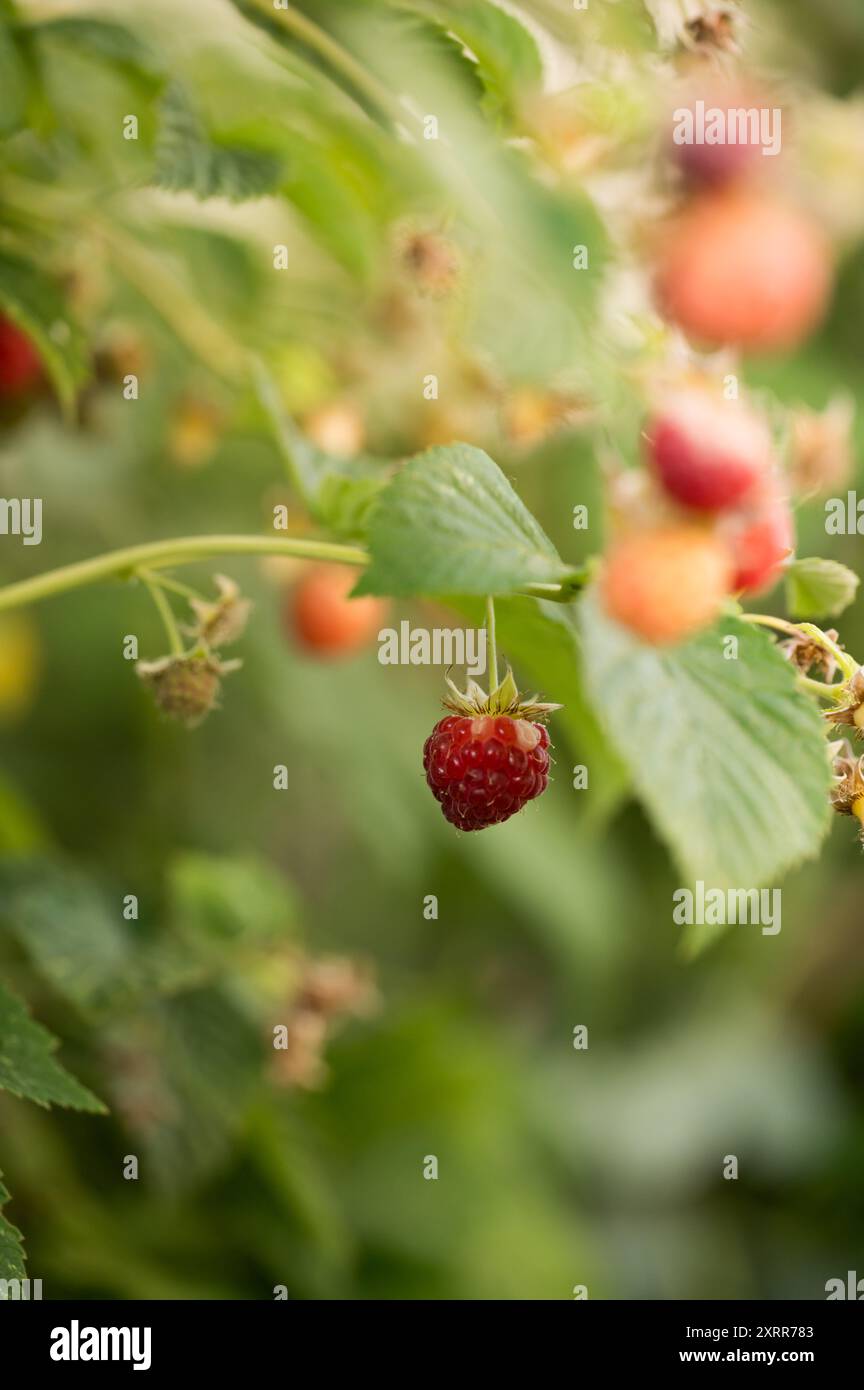 Rip raspberry hanging from vine with soft green background Stock Photo ...