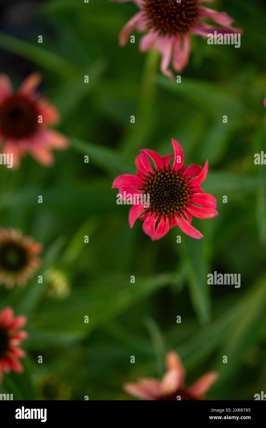 Bright pink coneflowers hi-res stock photography and images - Alamy