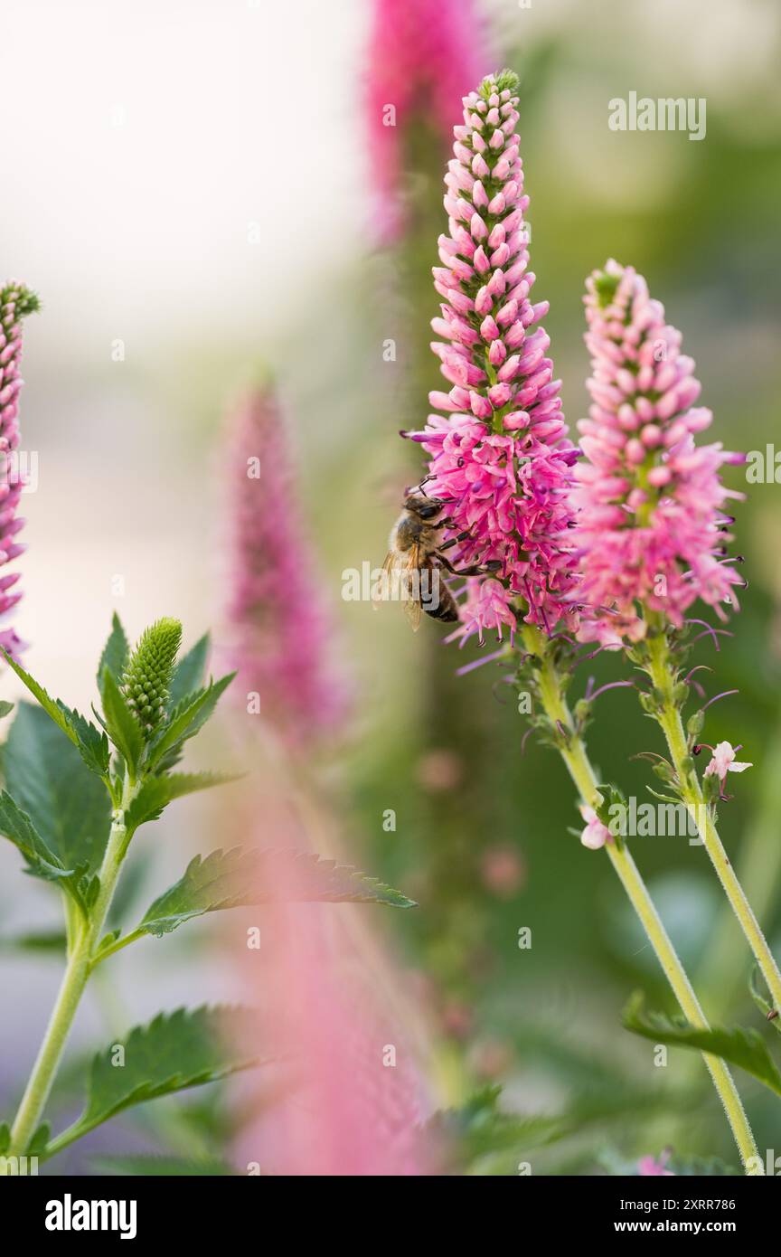 Western honeybee on bright pink veronica flower Stock Photo - Alamy