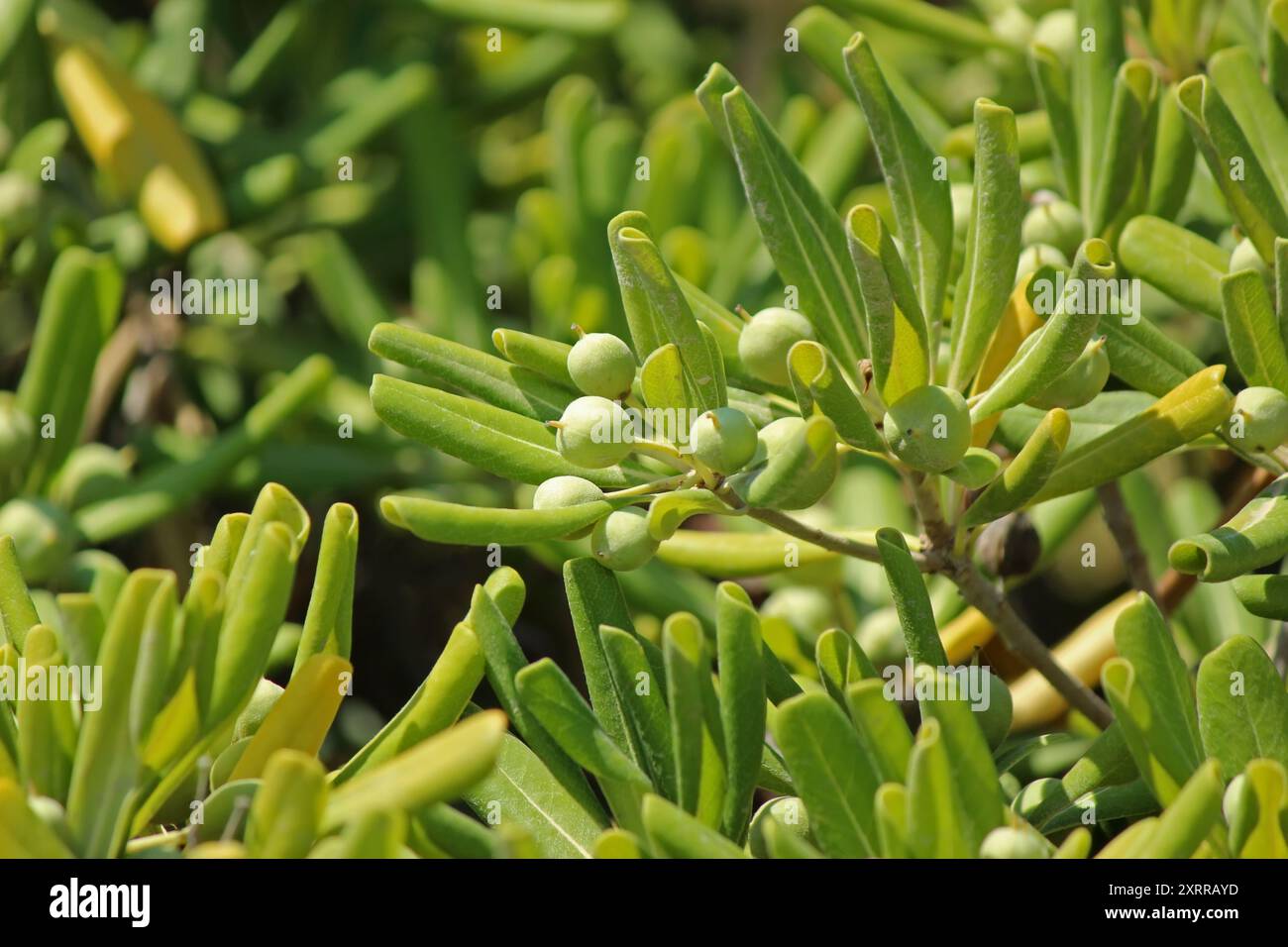 Japanese pittosporum plant (Pittosporum tobira Stock Photo - Alamy