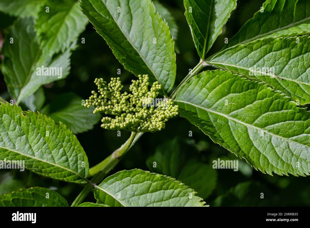Flower buds and flowers of the Black Elder in spring, Sambucus nigra ...
