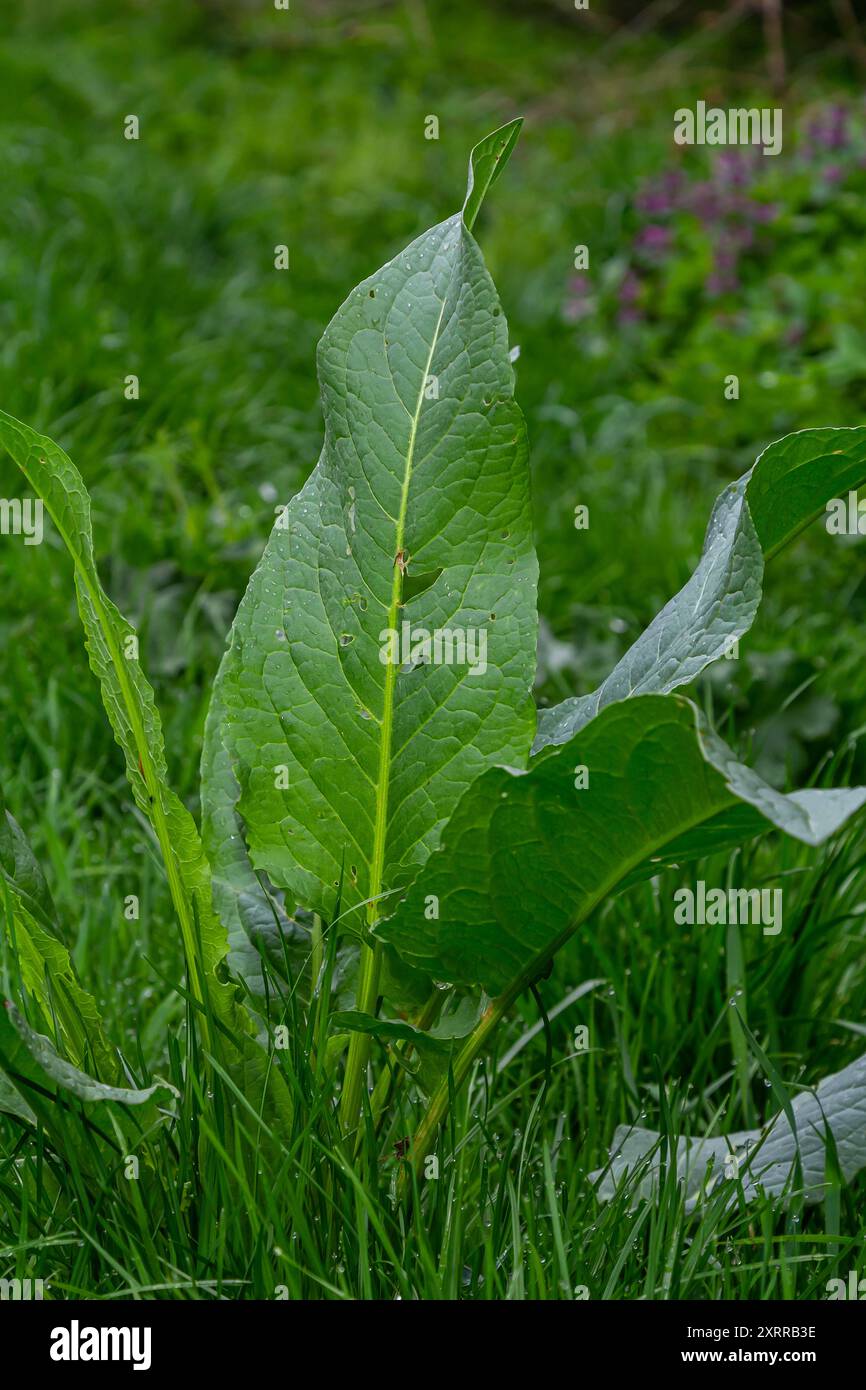 Rumex confertus in natural conditions, close-up. Big green leaves ...