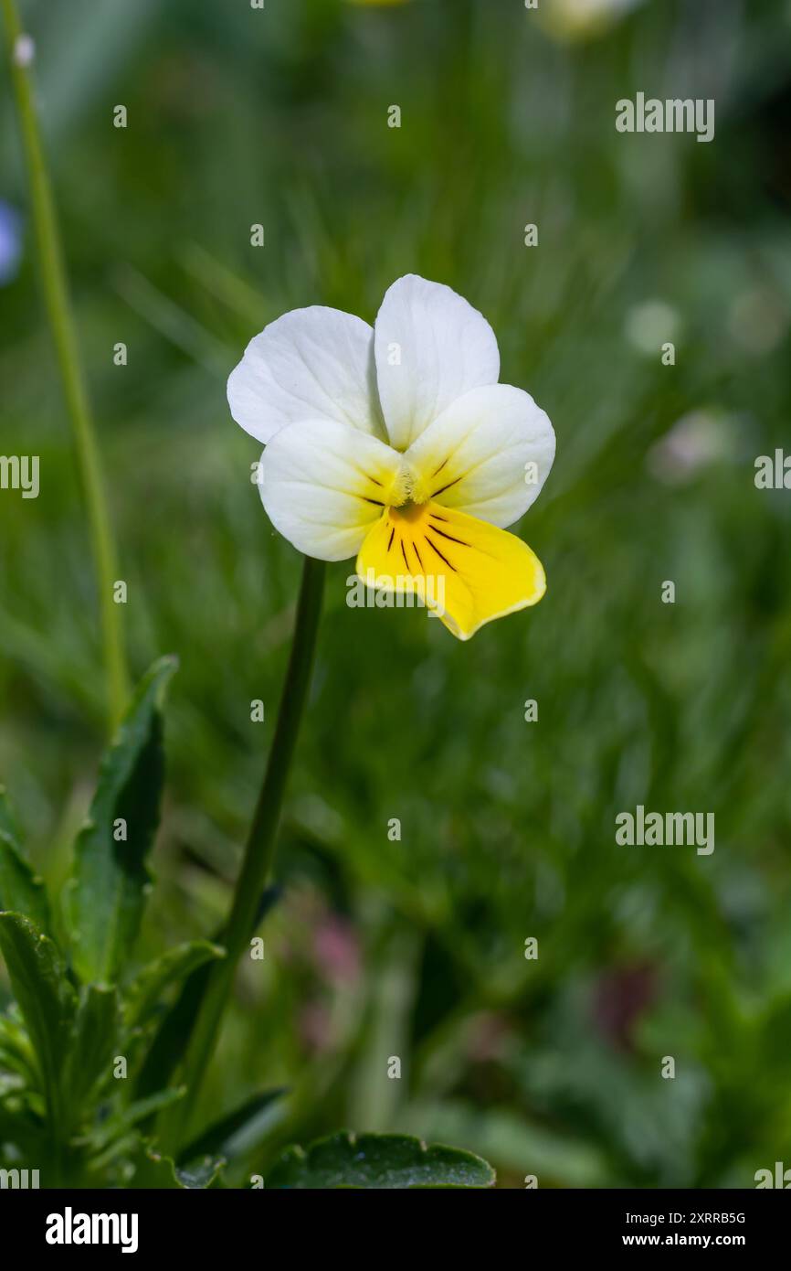 viola arvensis is a wild field herb with white yellow flowers in full ...