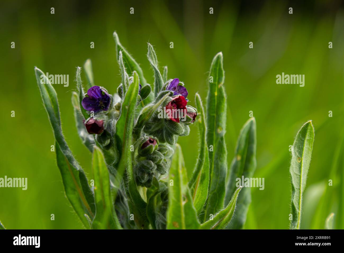 In the wild, Cynoglossum officinale blooms among grasses. A close-up of ...