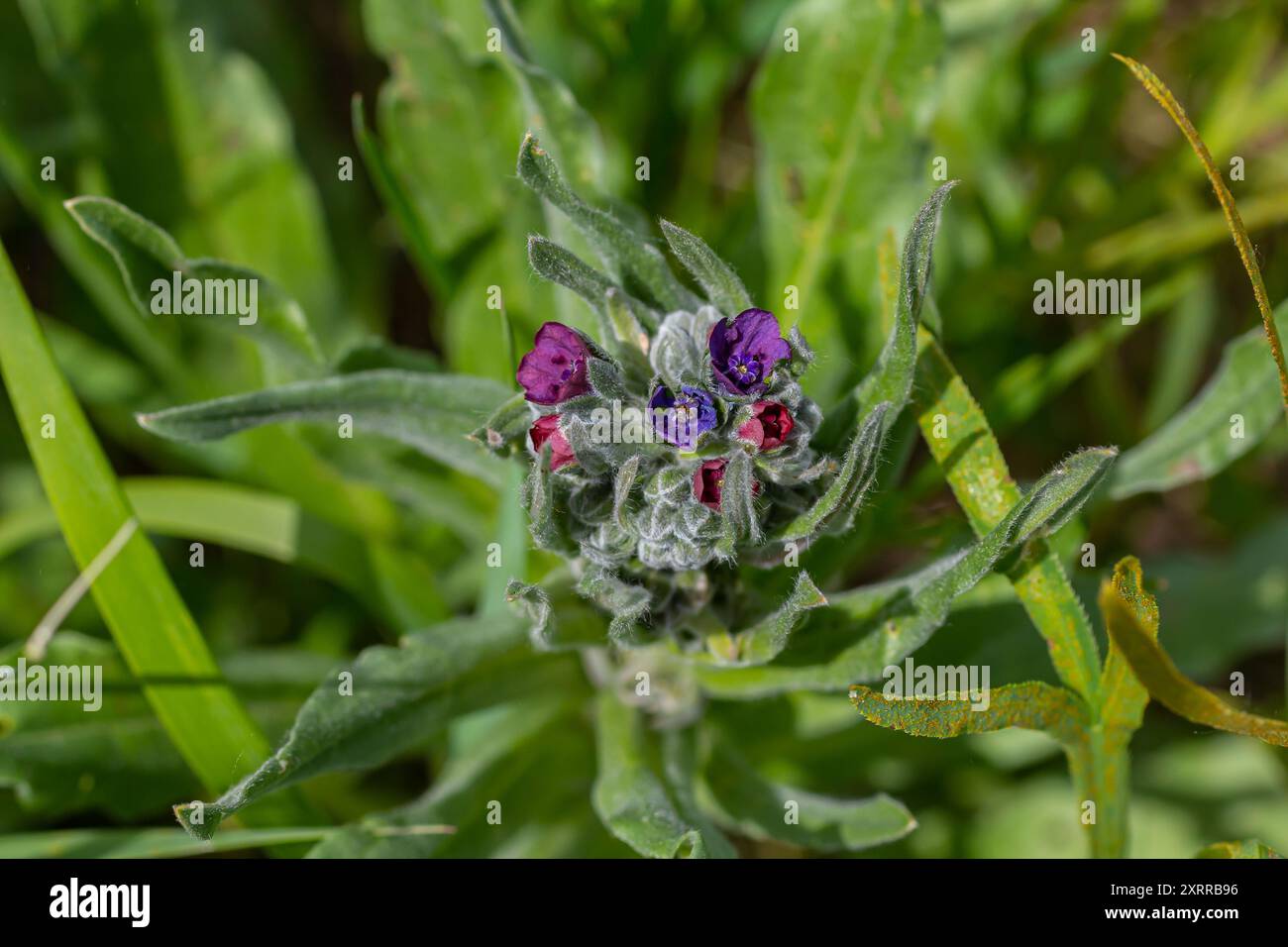 In the wild, Cynoglossum officinale blooms among grasses. A close-up of ...